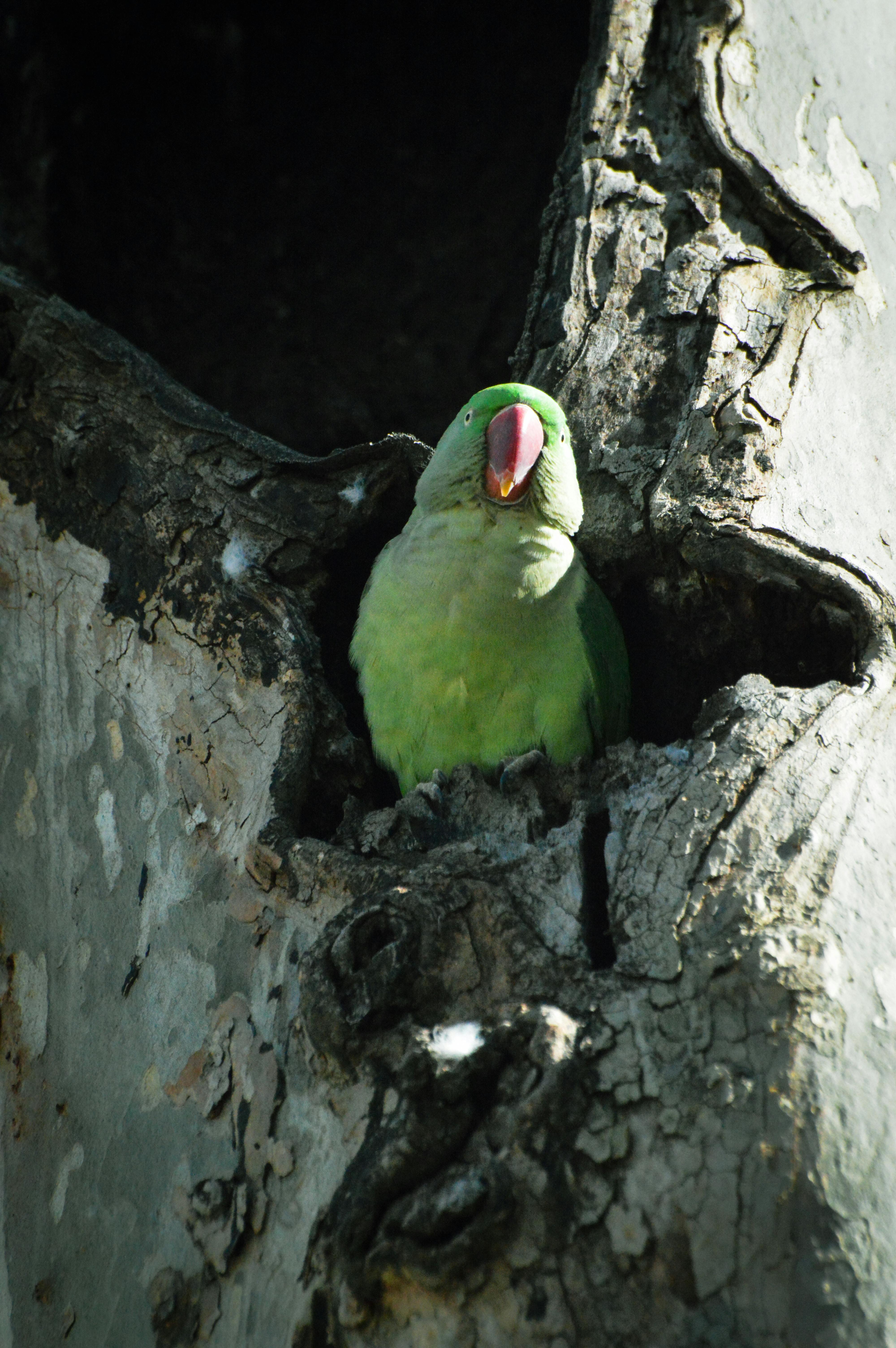 Green Parrot Perched in Tree Hollow · Free Stock Photo