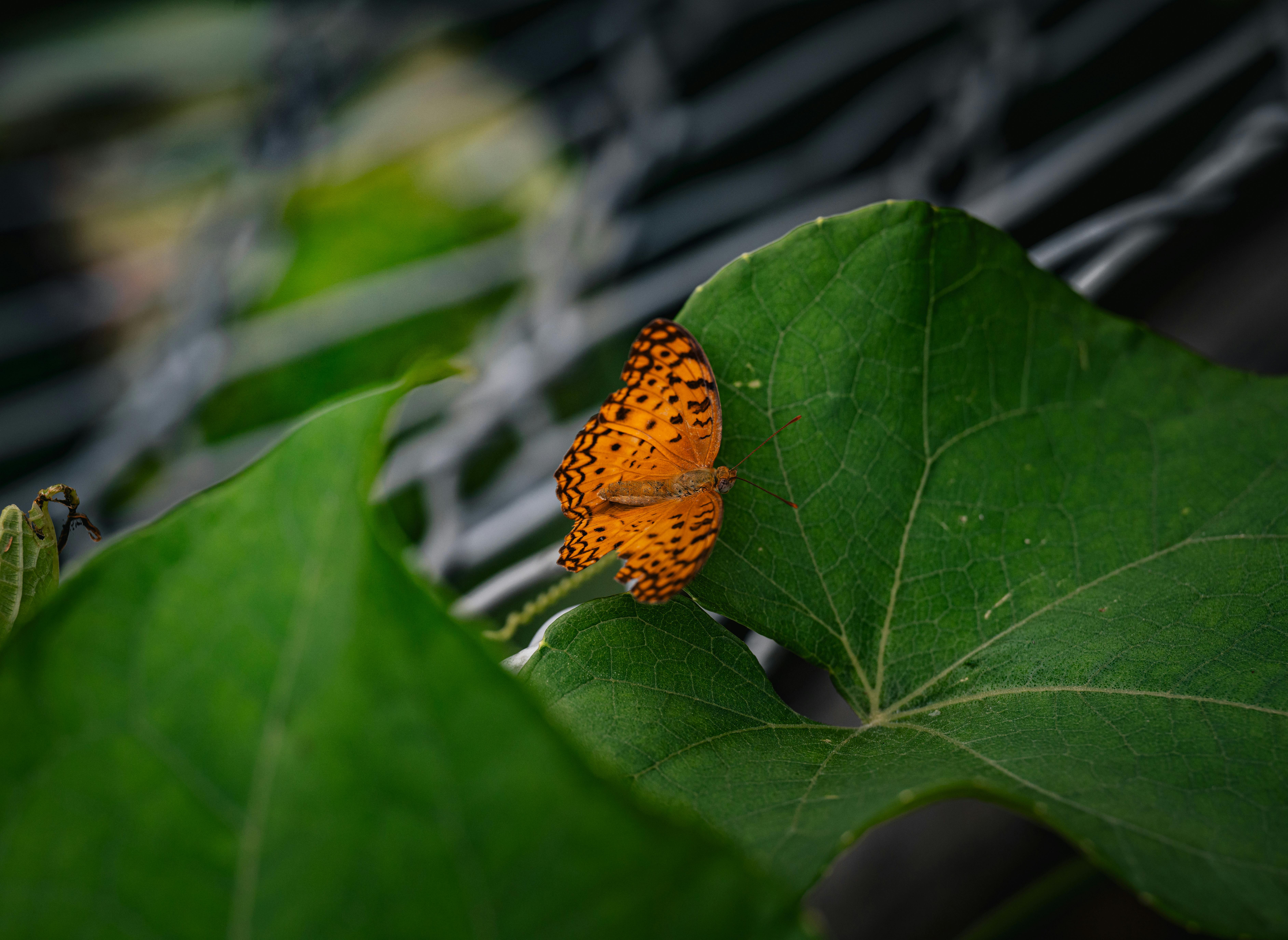 Leaf Images Photos, Download The BEST Free Leaf Images Stock Photos ...