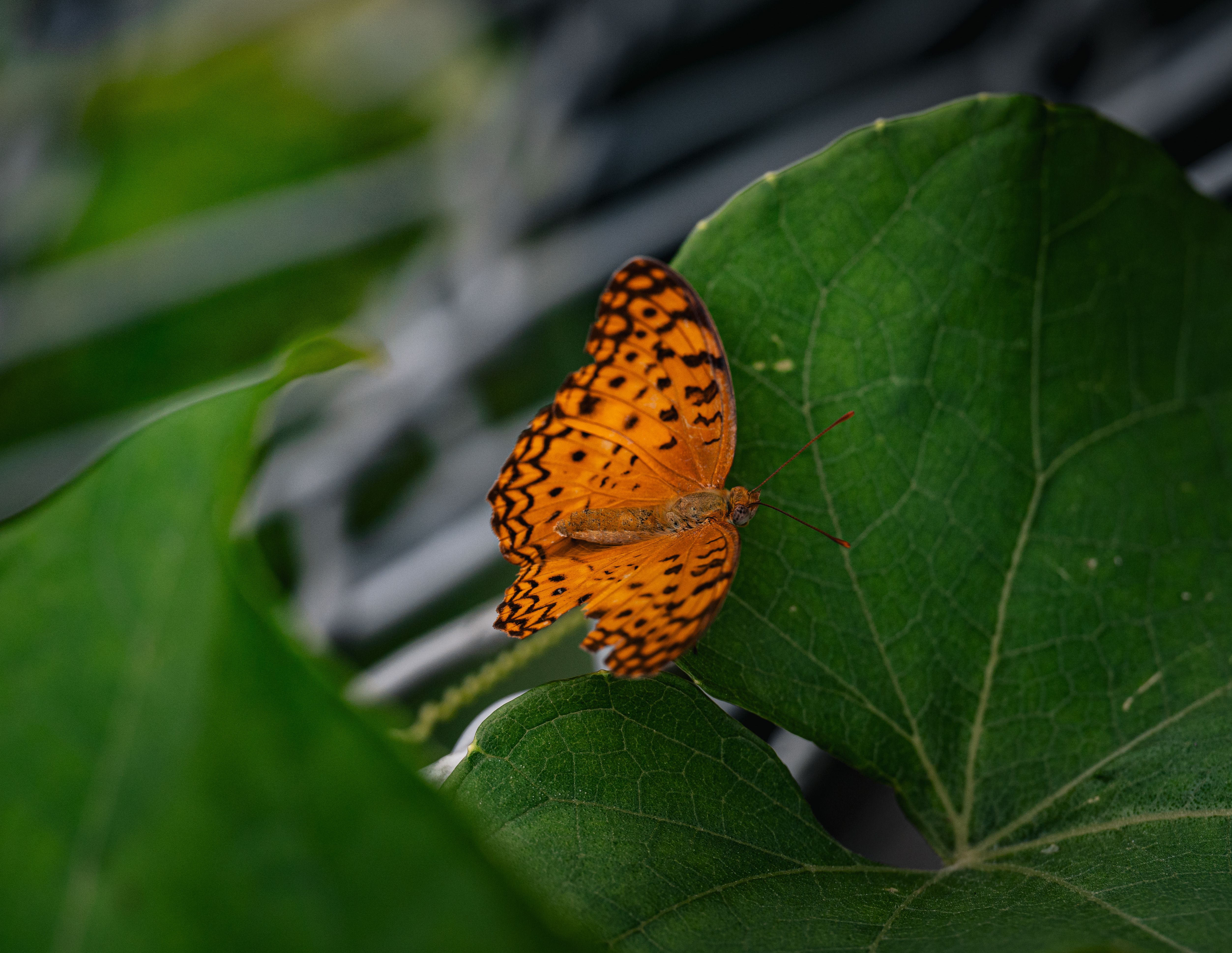 Beautiful Butterfly Emerging From Chrysallis Free Photos, Download The ...
