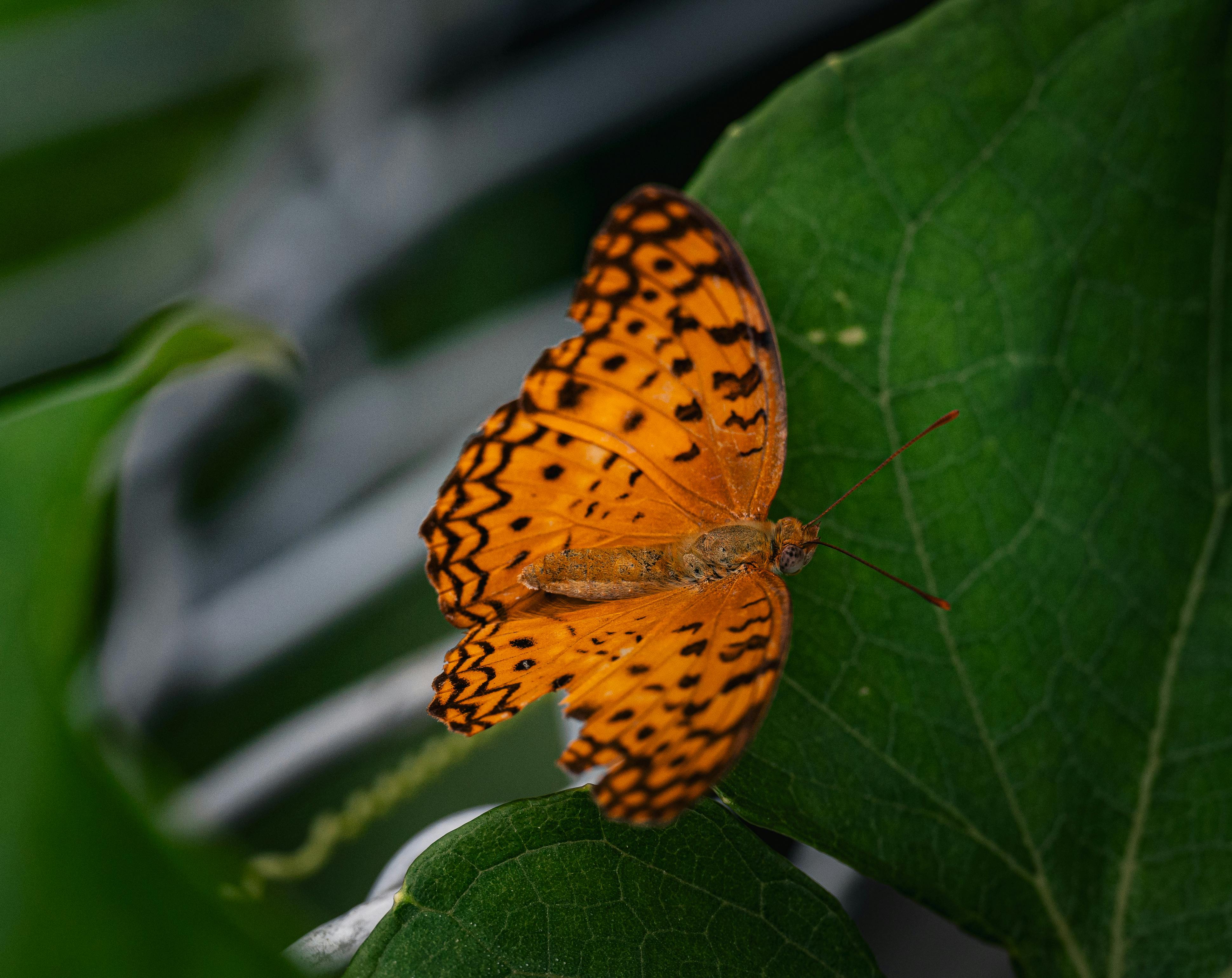 Leaf Images Photos, Download The BEST Free Leaf Images Stock Photos ...