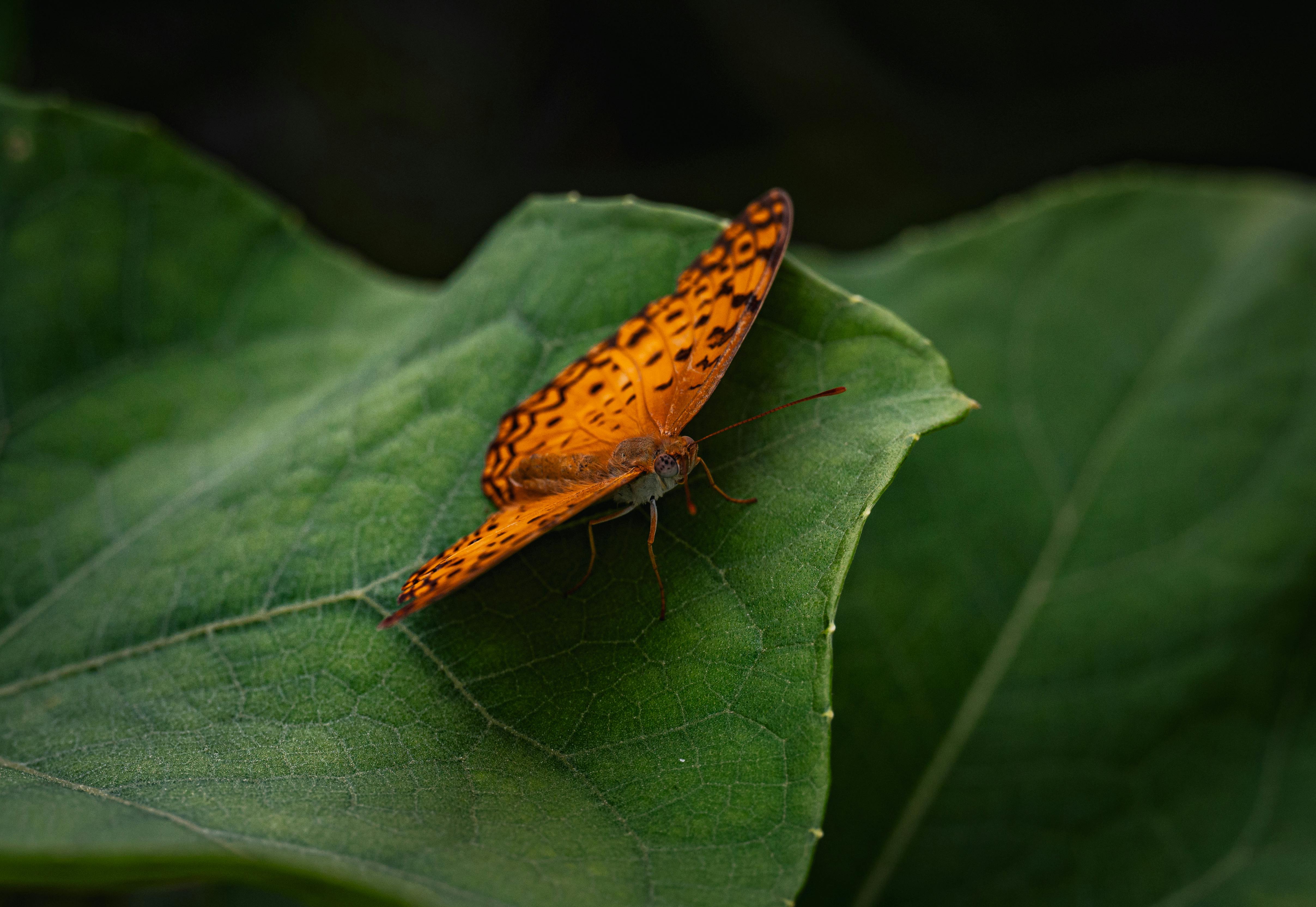 Butterfly Images Photos, Download The BEST Free Butterfly Images Stock ...