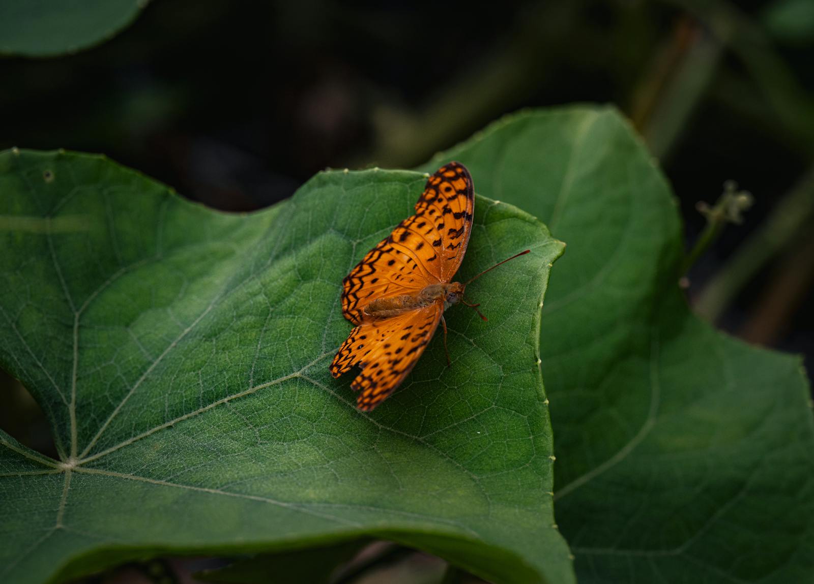 Leaf Images Photos, Download The BEST Free Leaf Images Stock Photos ...