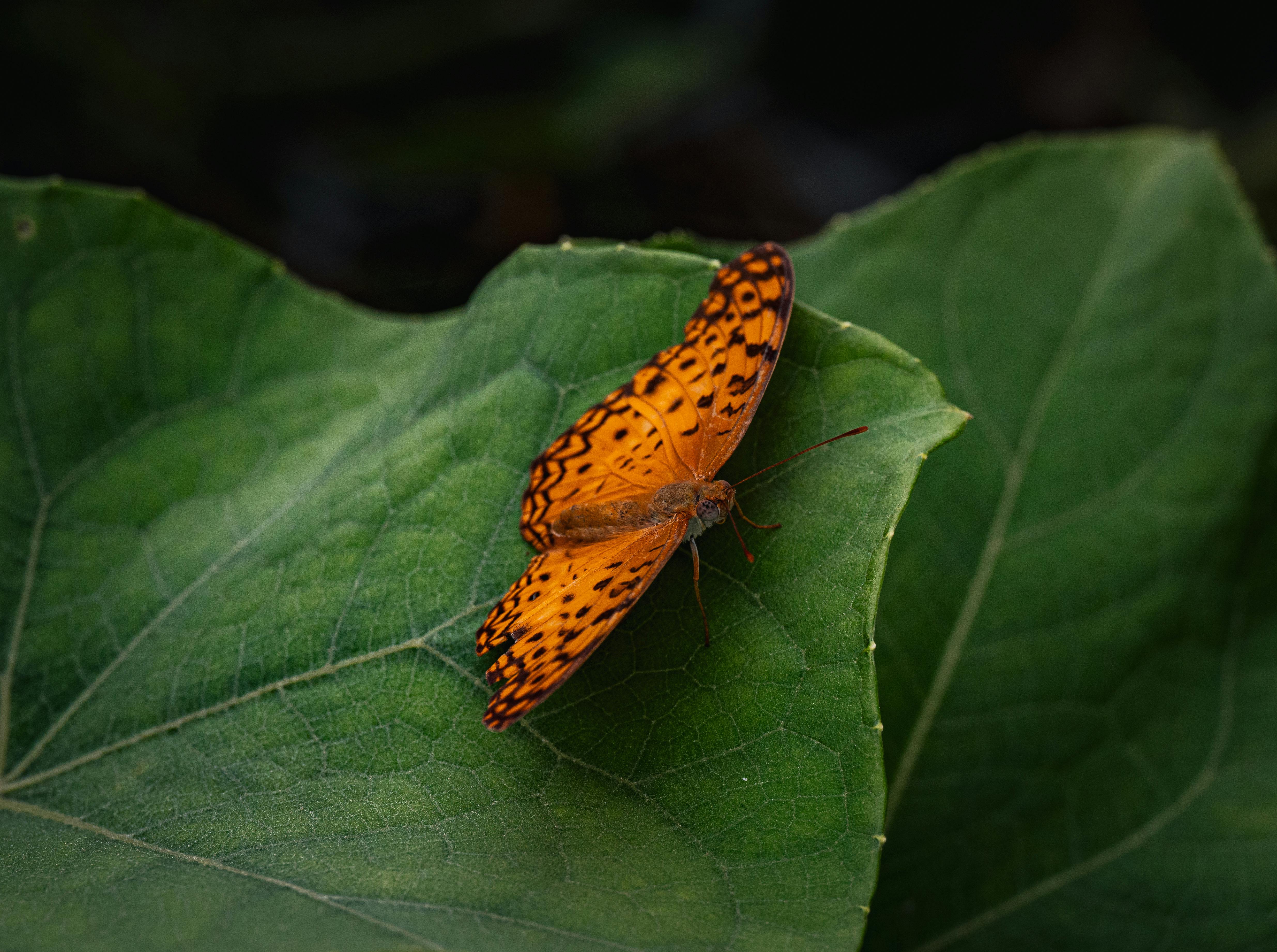 High Resolution Butterfly Images For Wallpapers Photos, Download The ...