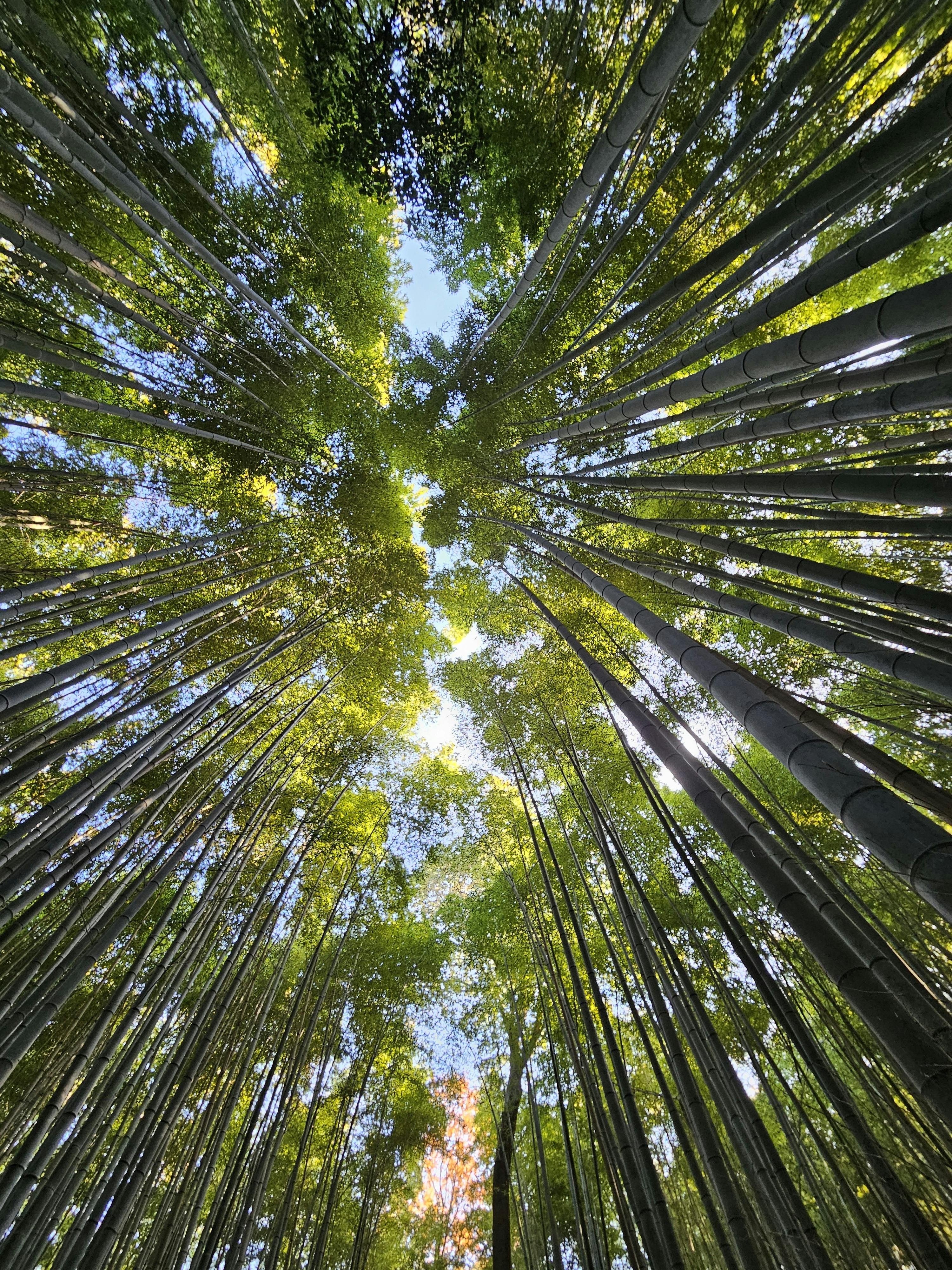 Bosque De Bambú De Arashiyama · Foto de stock gratuita
