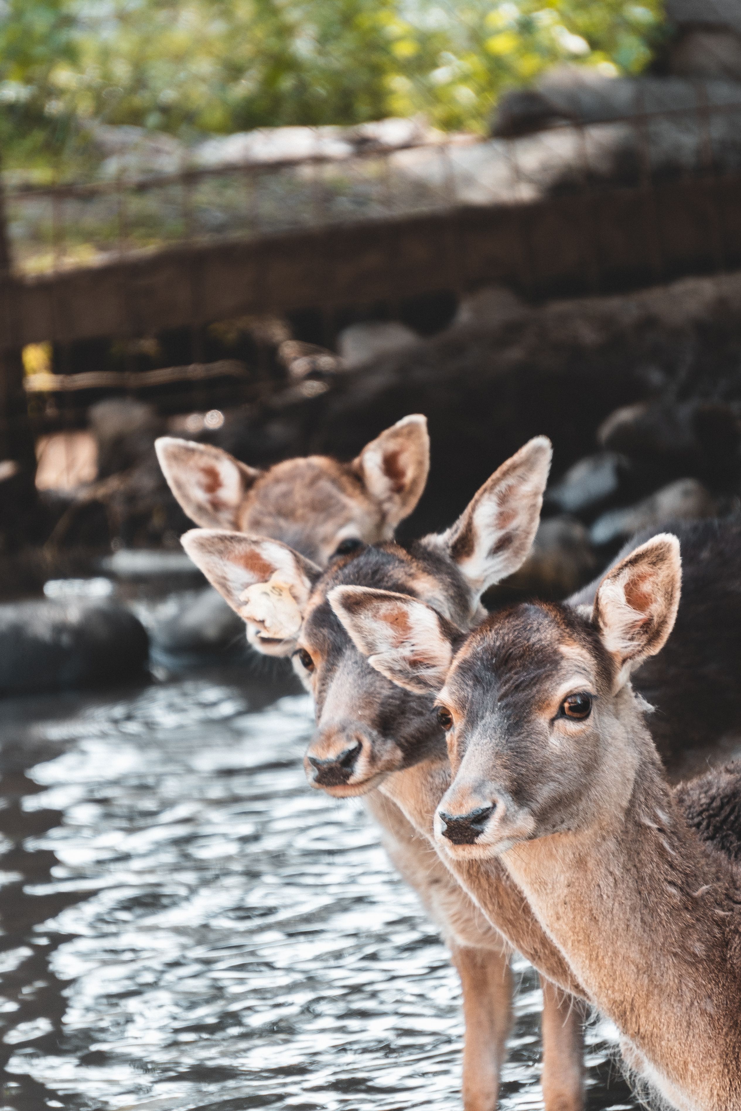 Deer Near Water Photos, Download The BEST Free Deer Near Water Stock ...