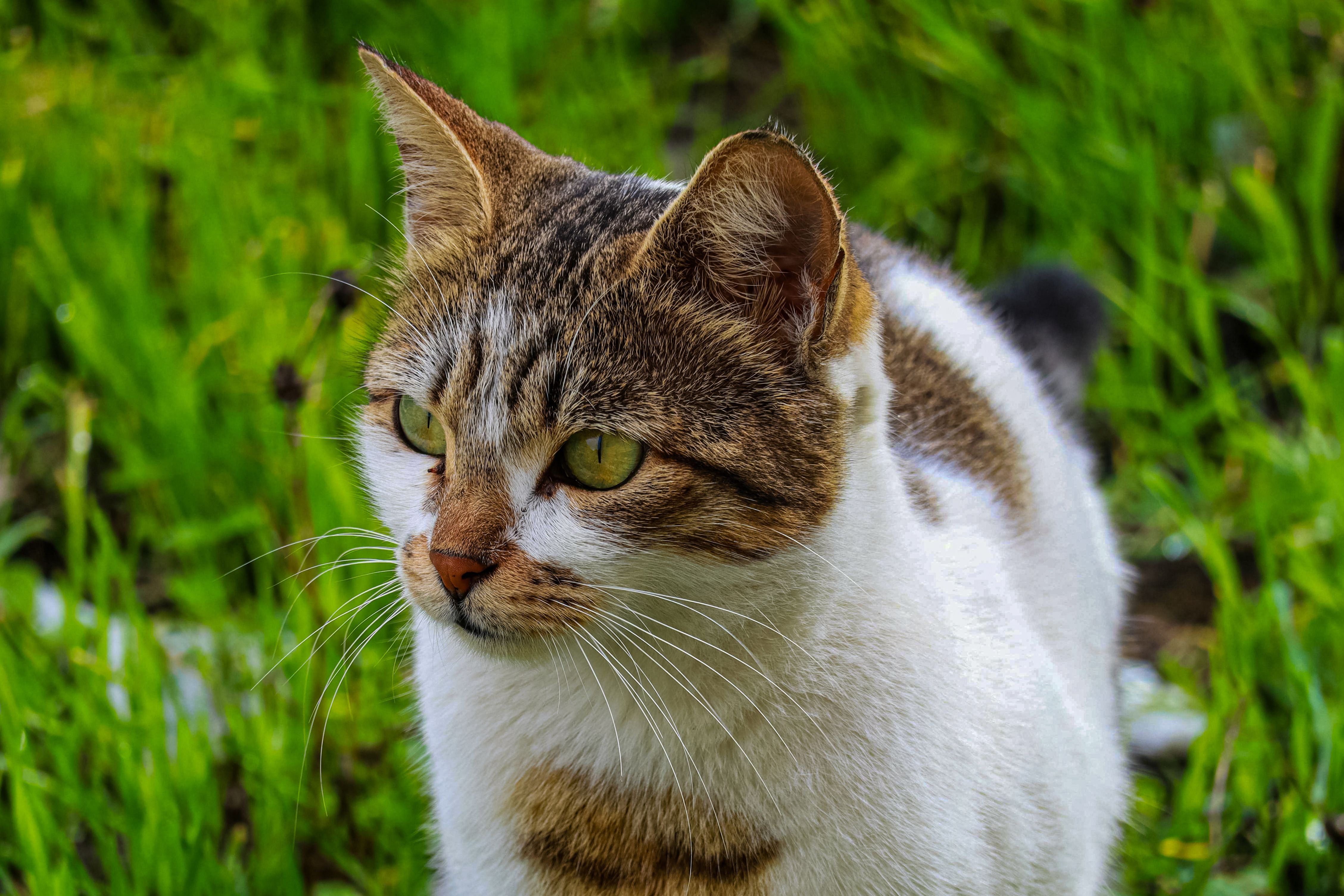 Cute Domestic Cat Posing in Lush Green Grass · Free Stock Photo