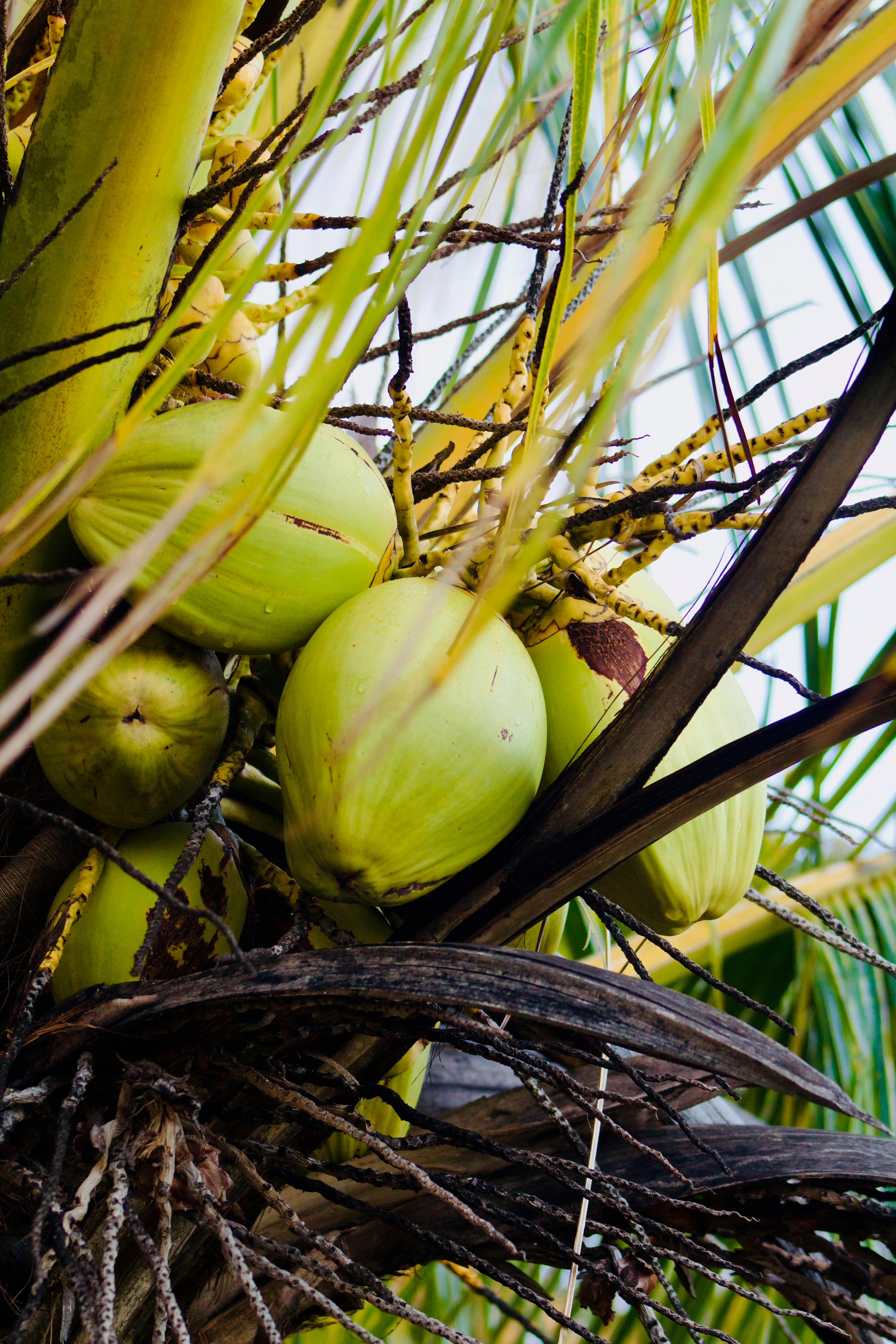 Close-up of Green Coconuts on Tree · Free Stock Photo