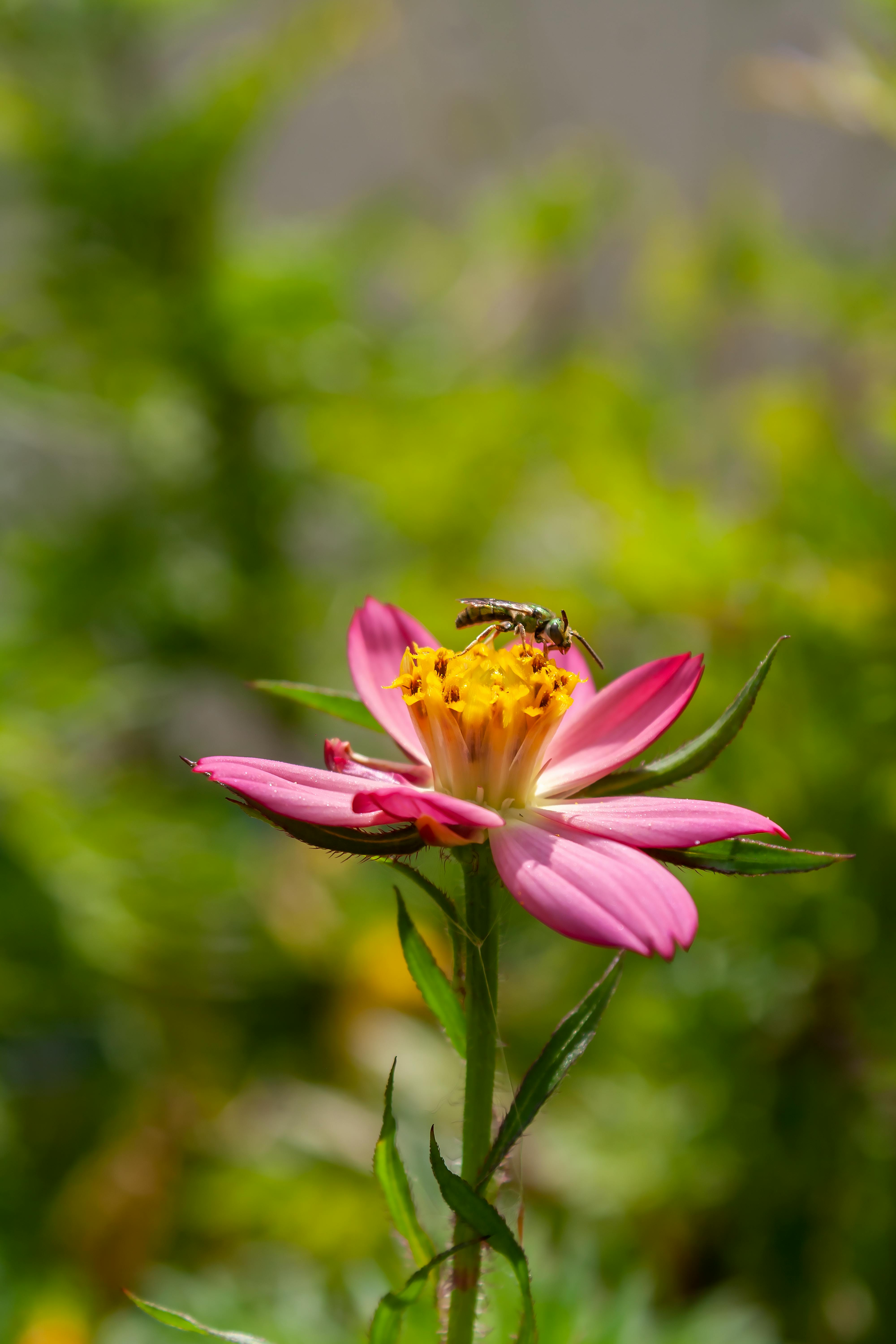 Roj Flower Photos, Download The BEST Free Roj Flower Stock Photos & HD ...