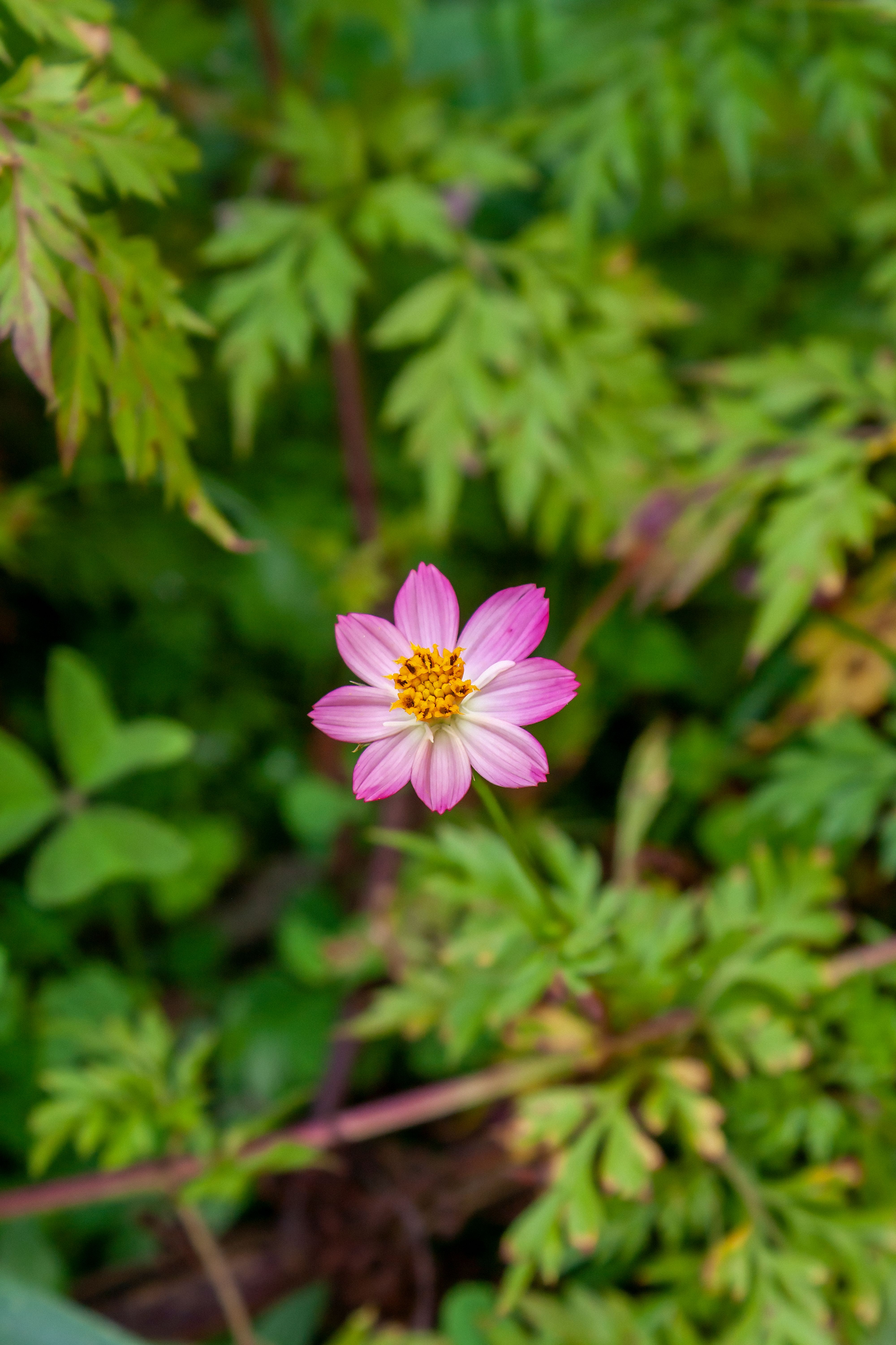 Vibrant Pink Flower in Mérida Garden · Free Stock Photo