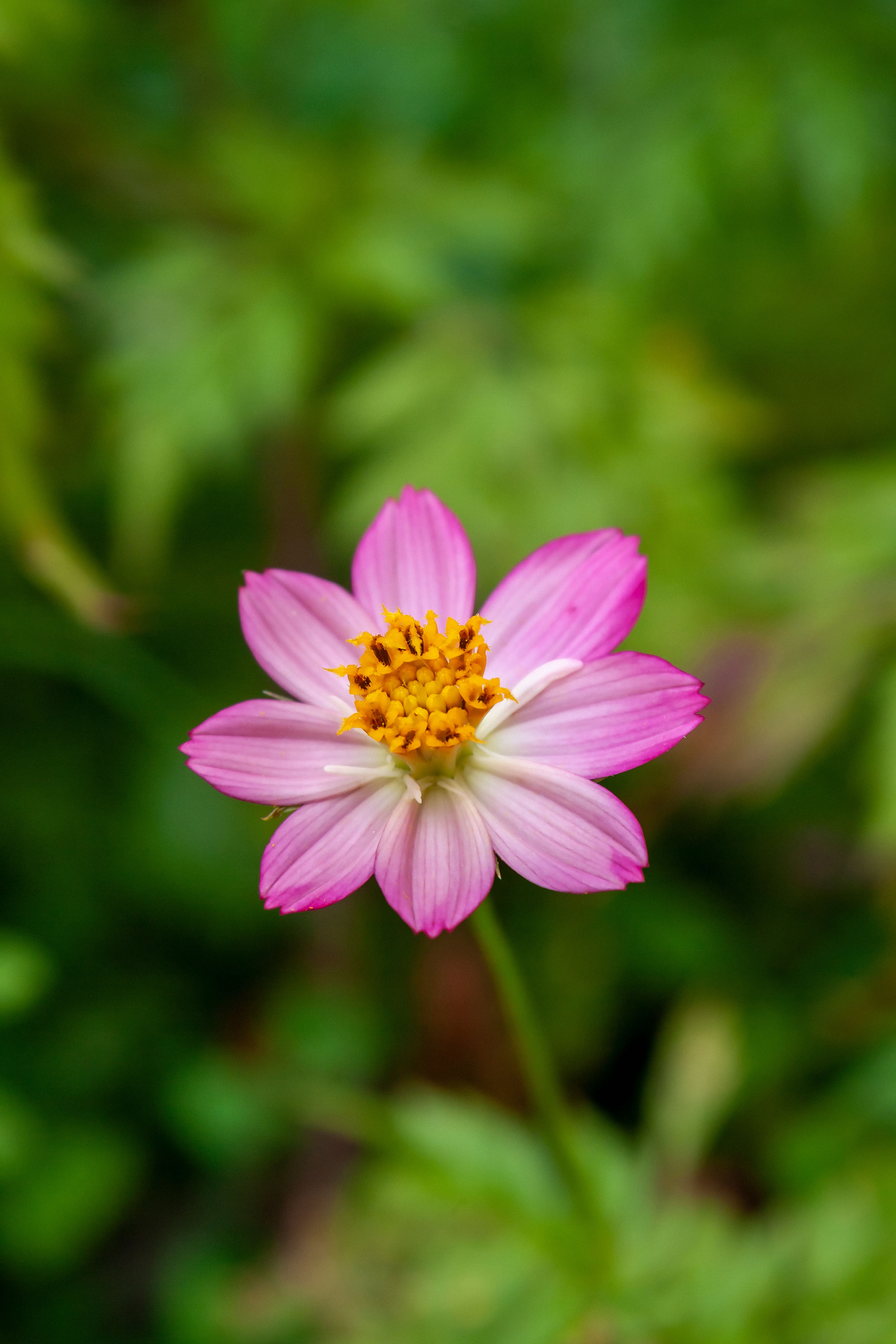 Close-Up of a Vibrant Pink Flower in Mérida · Free Stock Photo