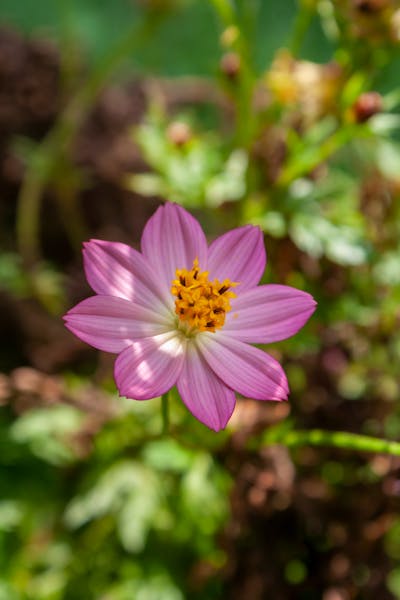 Roj Flower Photos, Download The BEST Free Roj Flower Stock Photos & HD ...