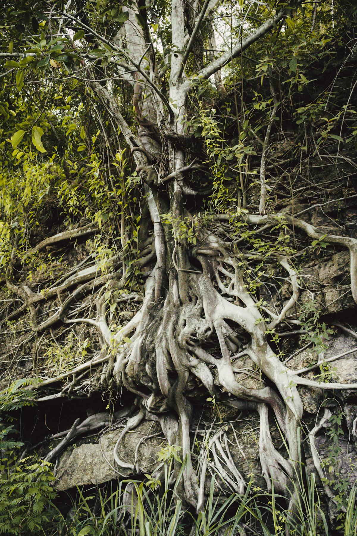 Tree Roots Photos, Download The BEST Free Tree Roots Stock Photos & HD ...