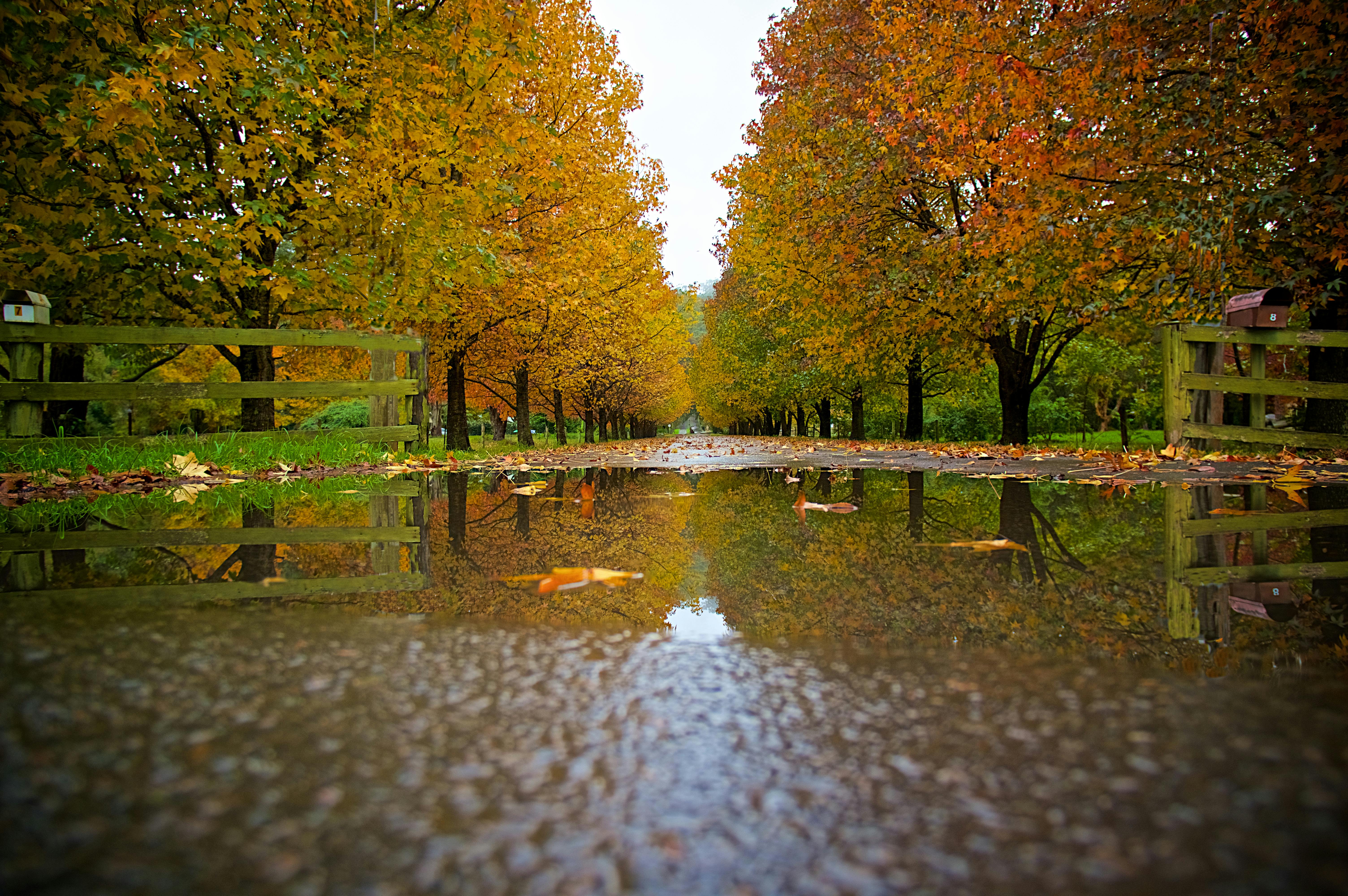 Scenic Autumn Pathway with Reflections · Free Stock Photo