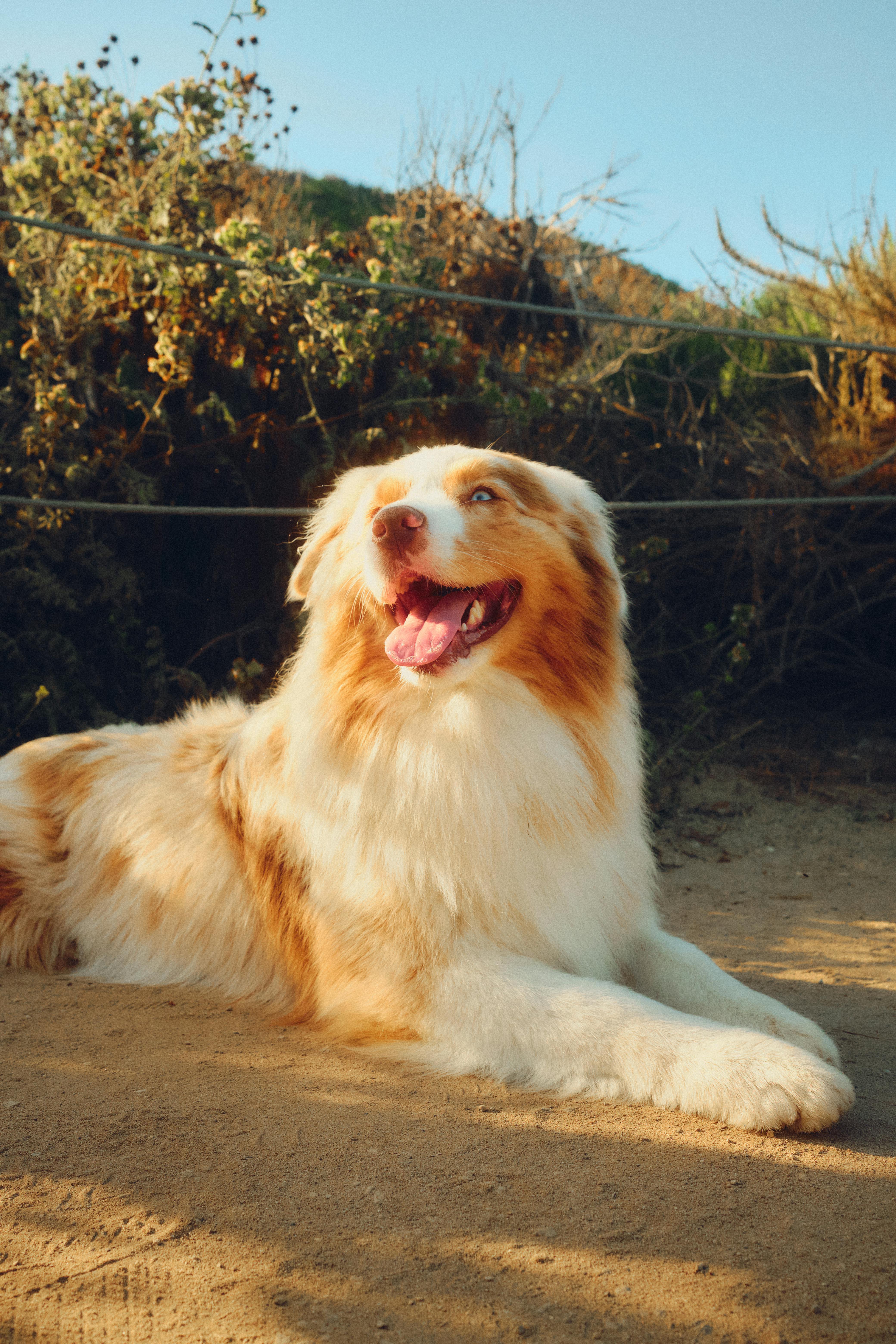 Pastor Australiano De Color Rojo Merle · Foto de stock gratuita