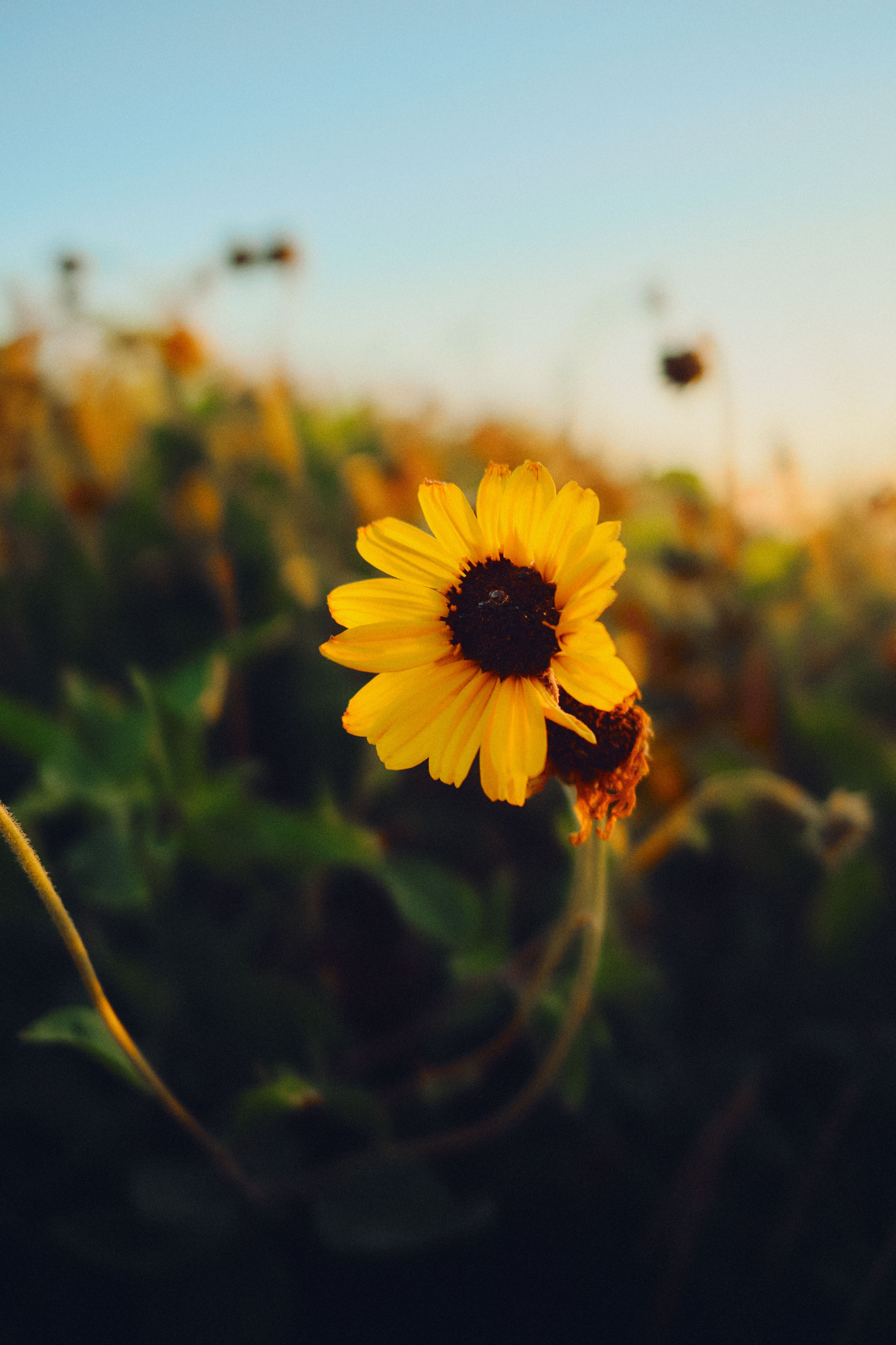 Golden Sunflower at Sunset in Malibu Field · Free Stock Photo