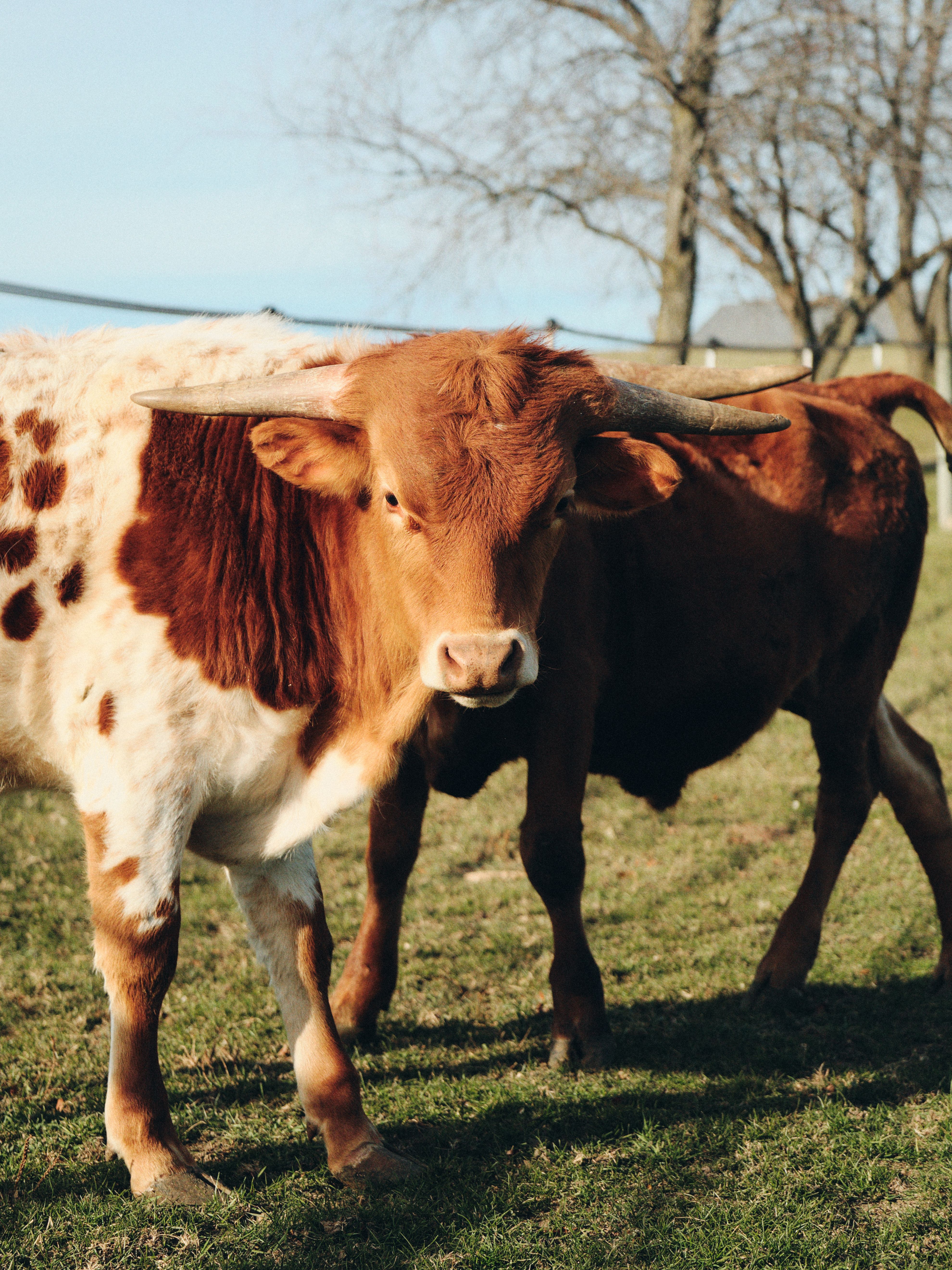 Brown and White Cows Grazing in Wisconsin · Free Stock Photo