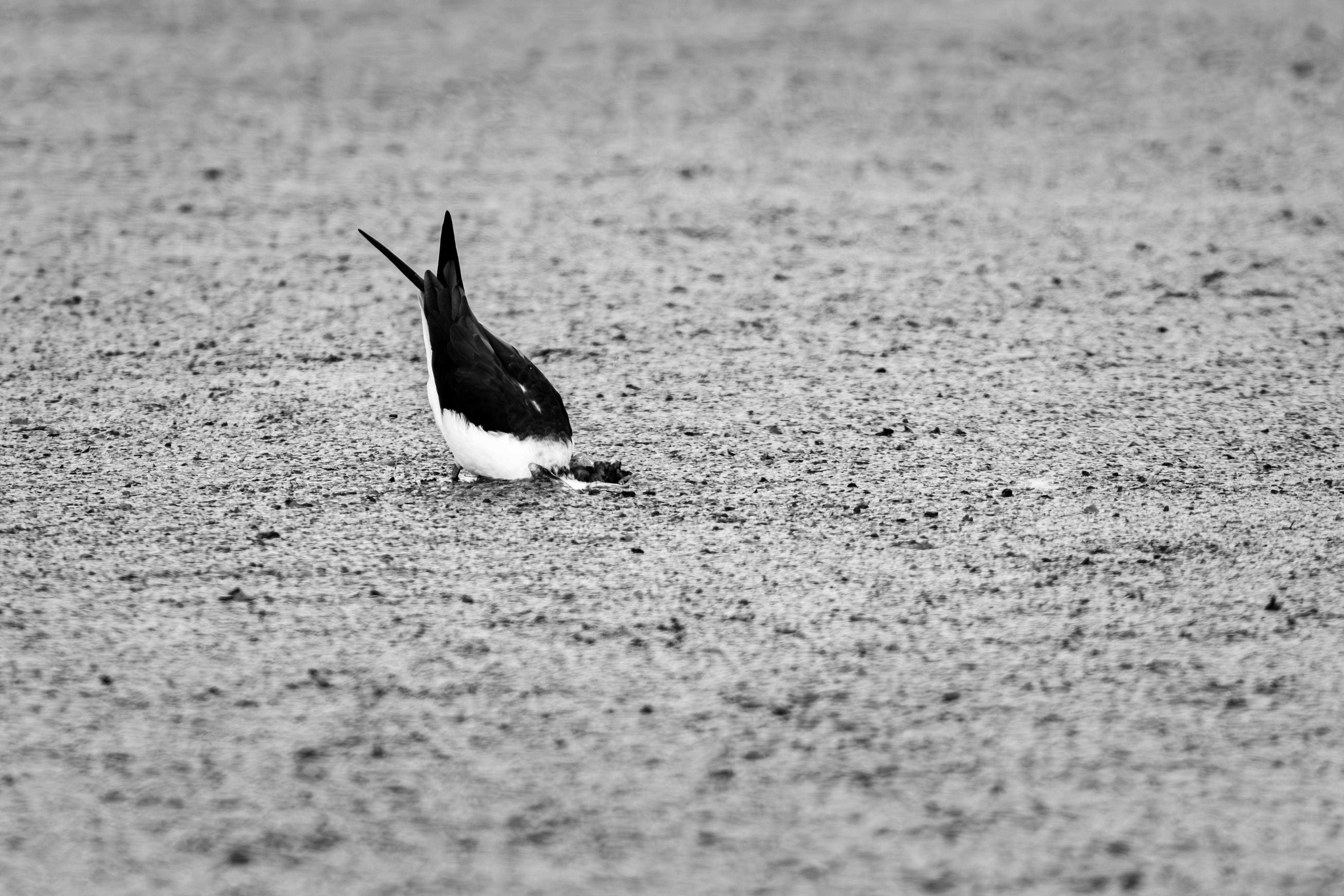 Black and White Bird Diving into Water · Free Stock Photo