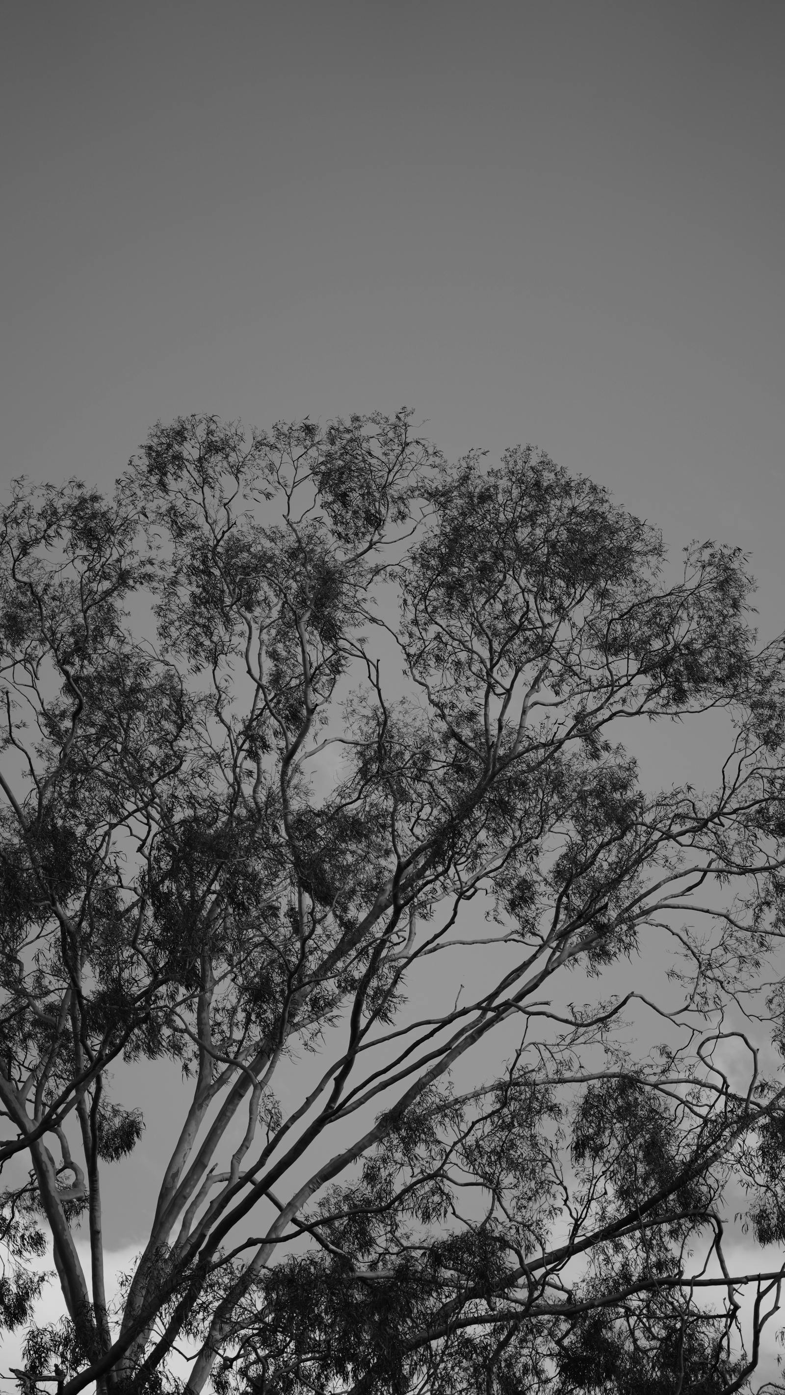 Kaju Tree Photos, Download The BEST Free Kaju Tree Stock Photos & HD Images