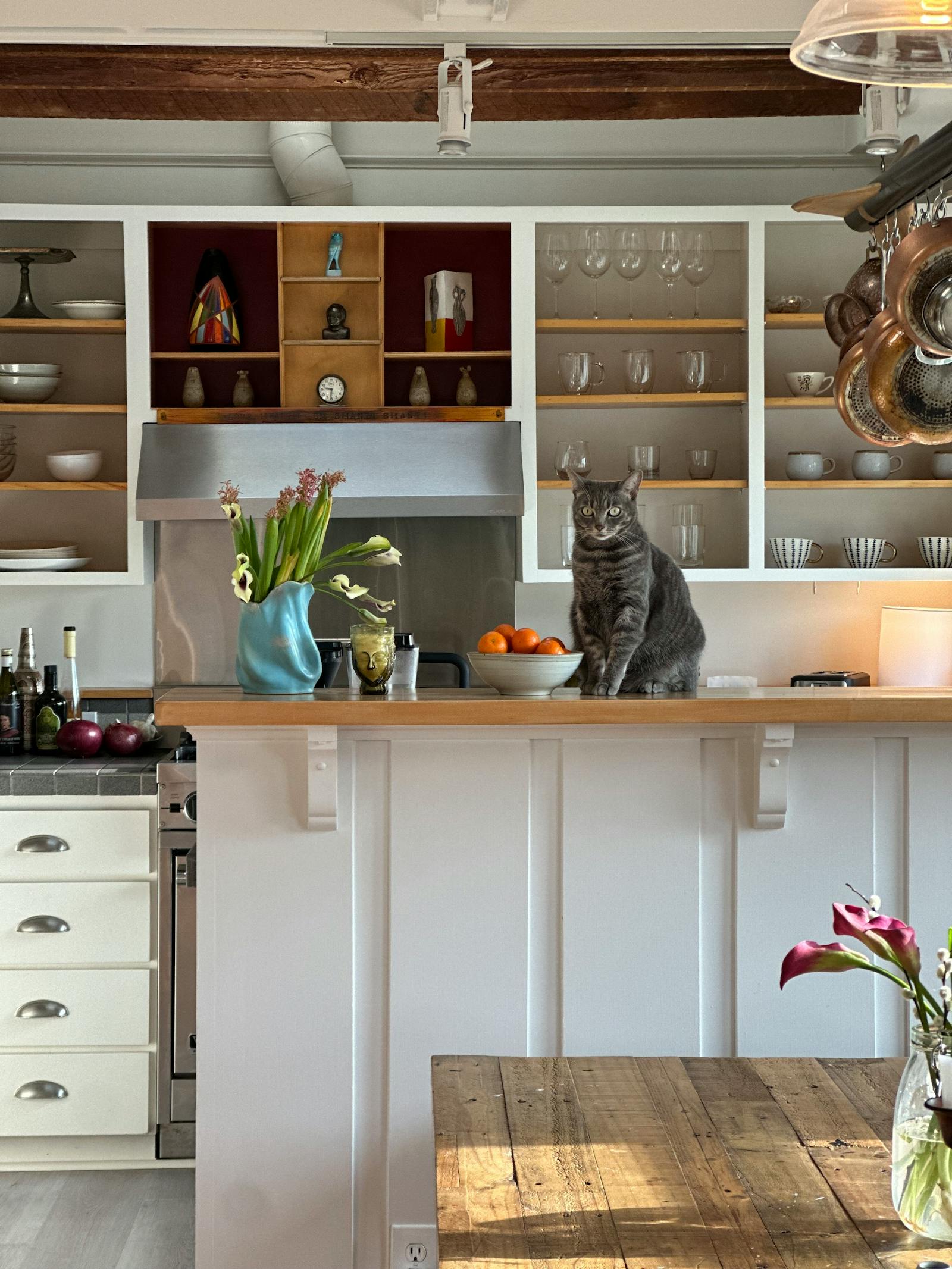 Freaky Cat Photos, Download The BEST Free Freaky Cat Stock Photos & HD ...