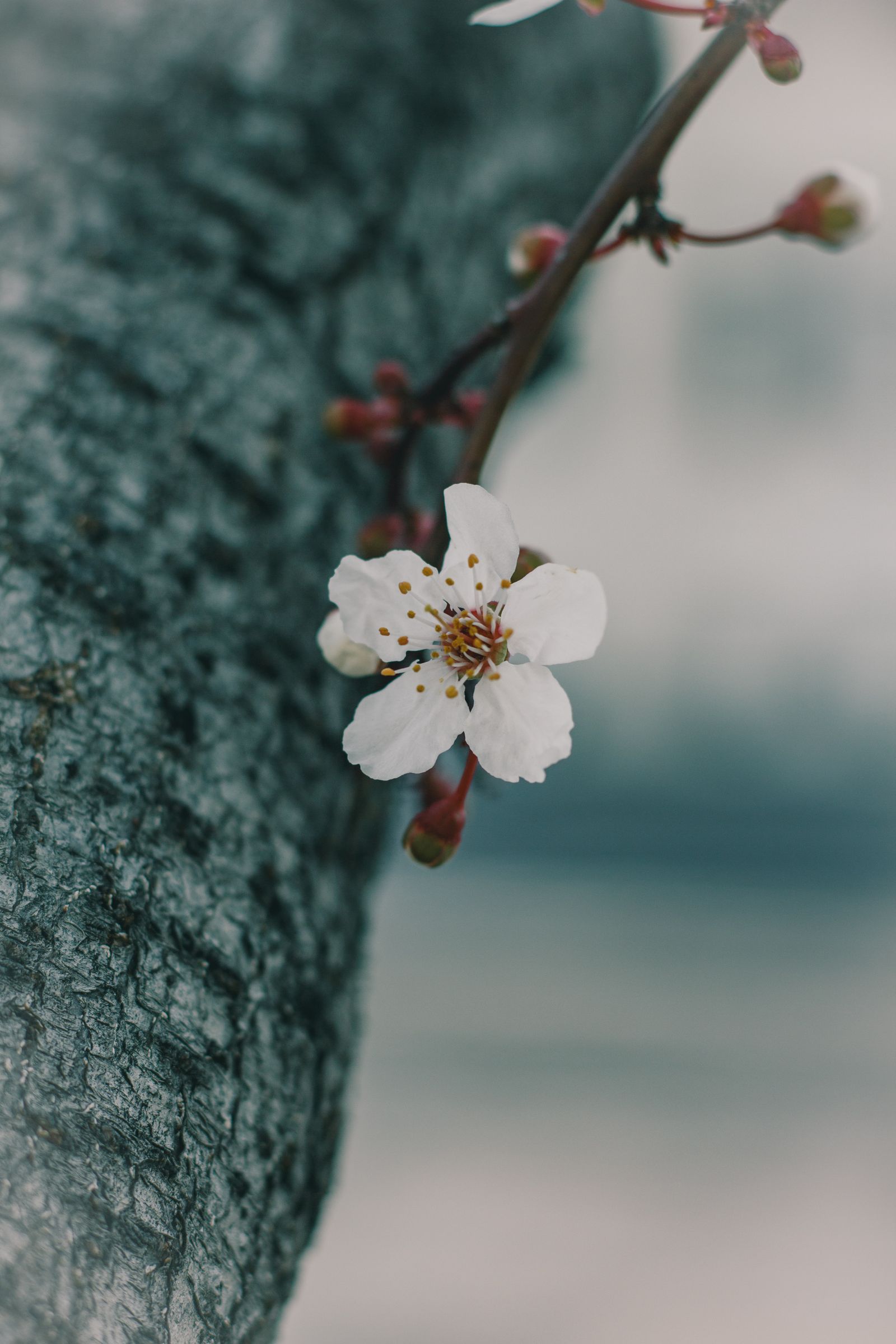 Kaju Tree Photos, Download The BEST Free Kaju Tree Stock Photos & HD Images