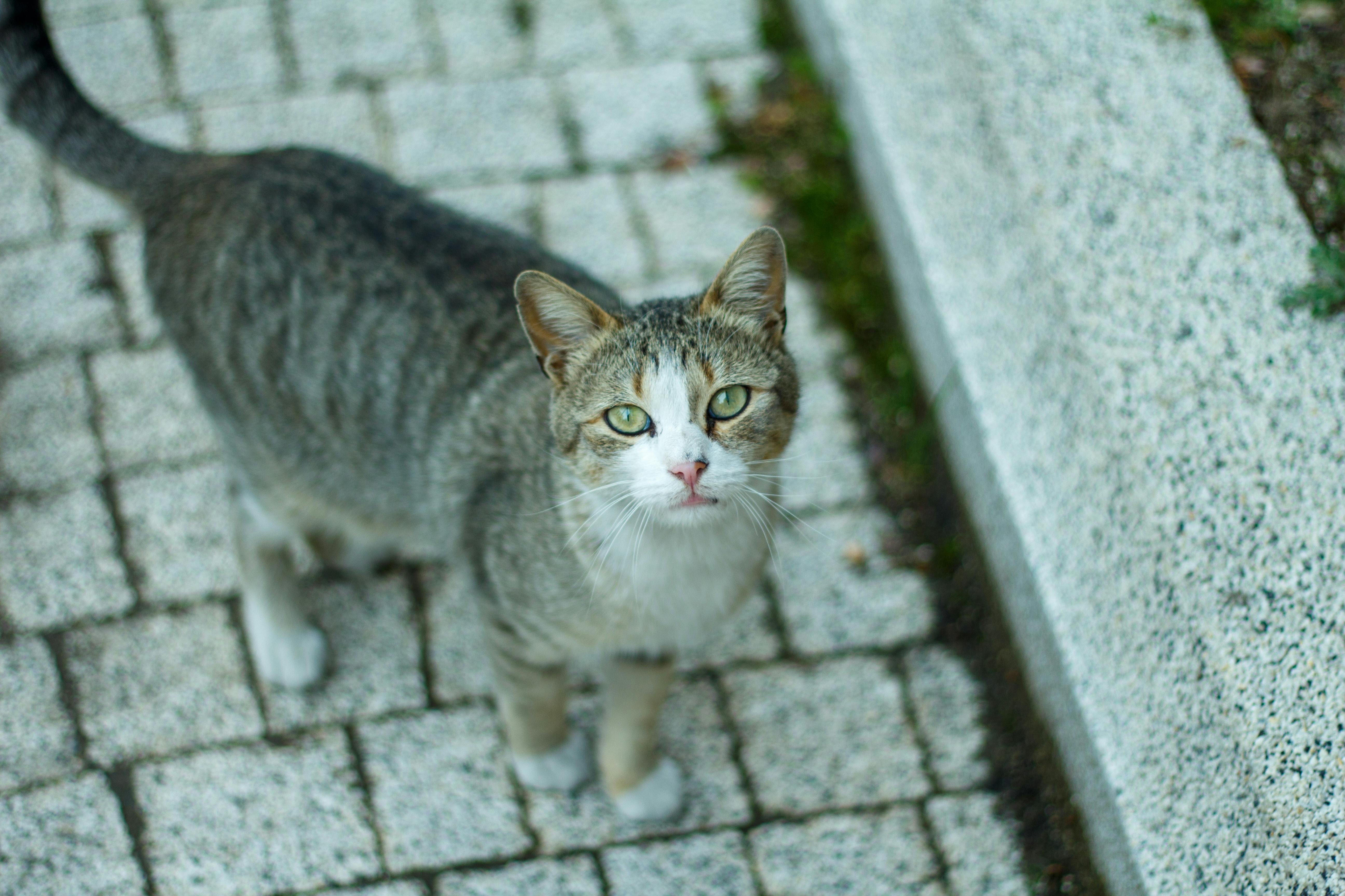 Stray Tabby Cat on Stone Pavement in Kayseri · Free Stock Photo