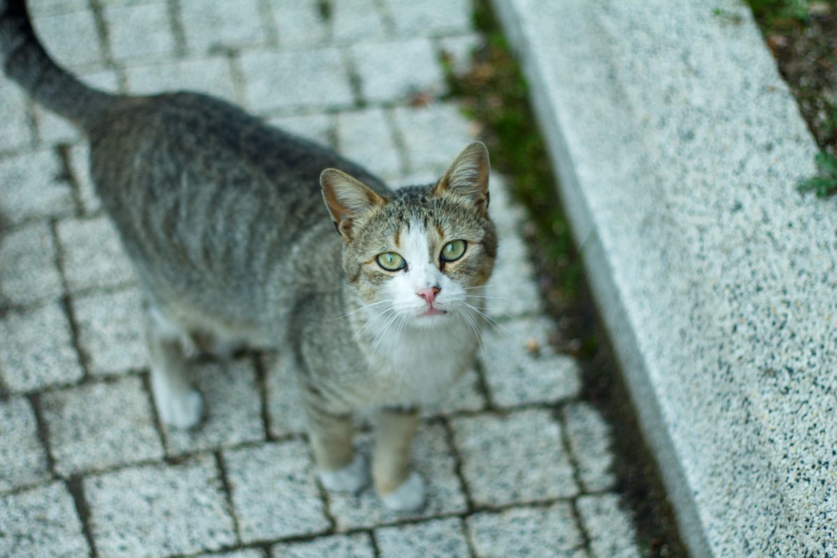 Freaky Cat Photos, Download The BEST Free Freaky Cat Stock Photos & HD ...