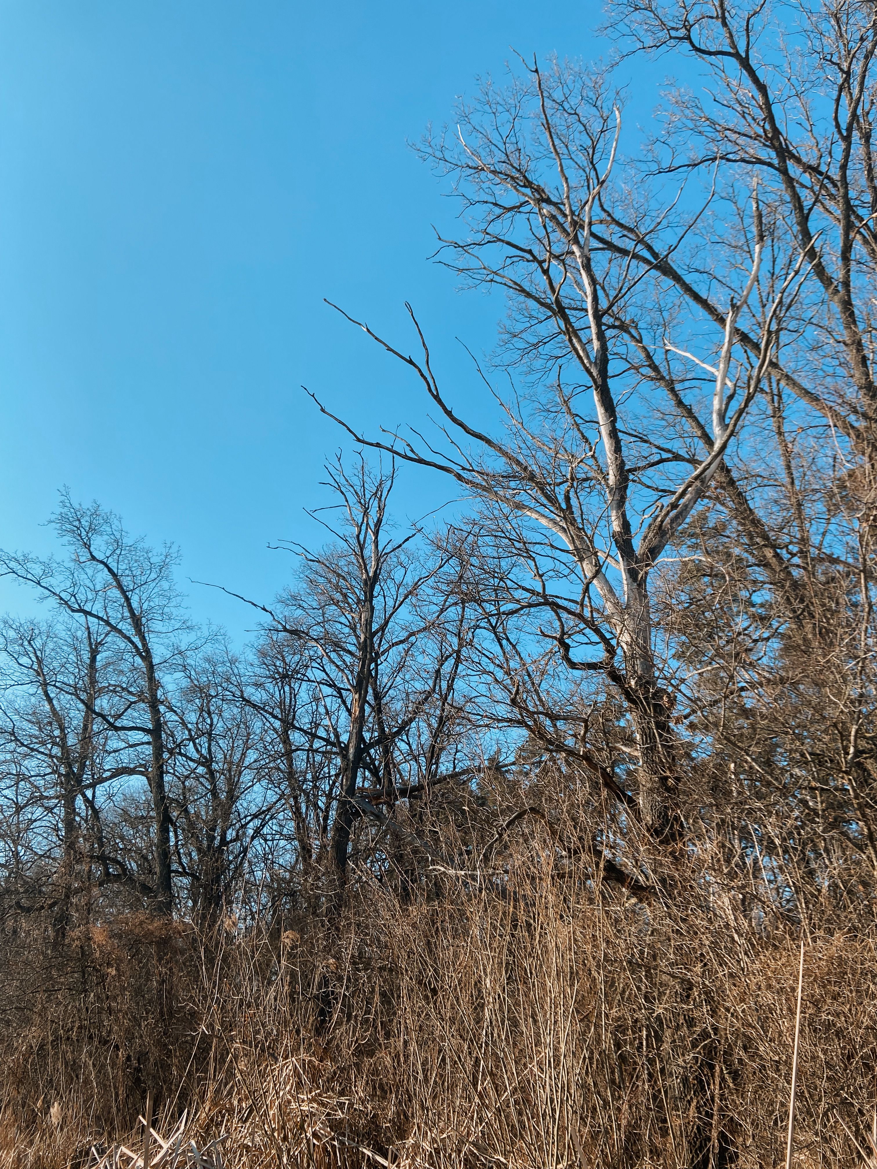 Leafless Trees in a Winter Landscape Under Clear Sky · Free Stock Photo