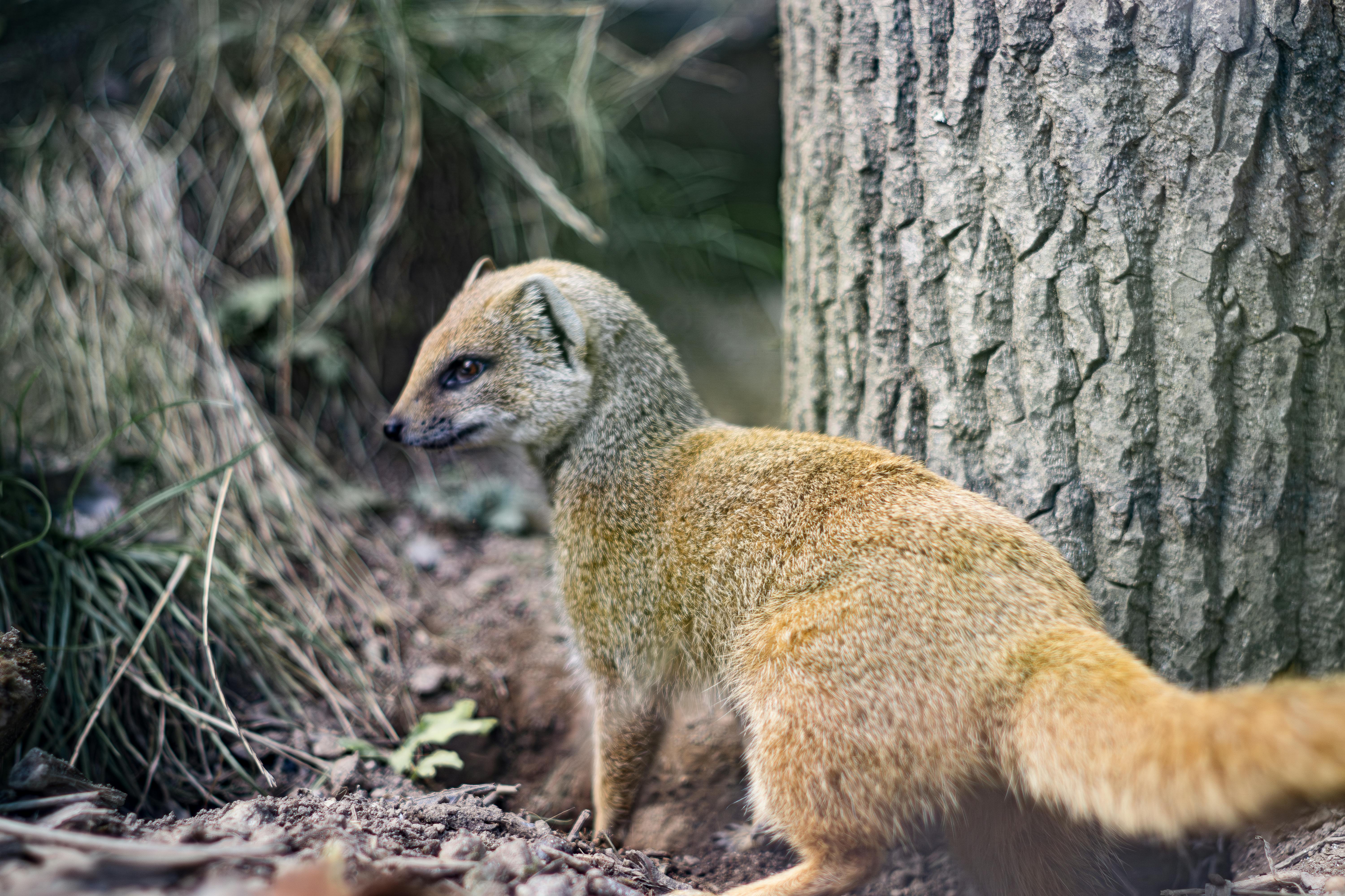 Yellow Mongoose in its Natural Habitat · Free Stock Photo