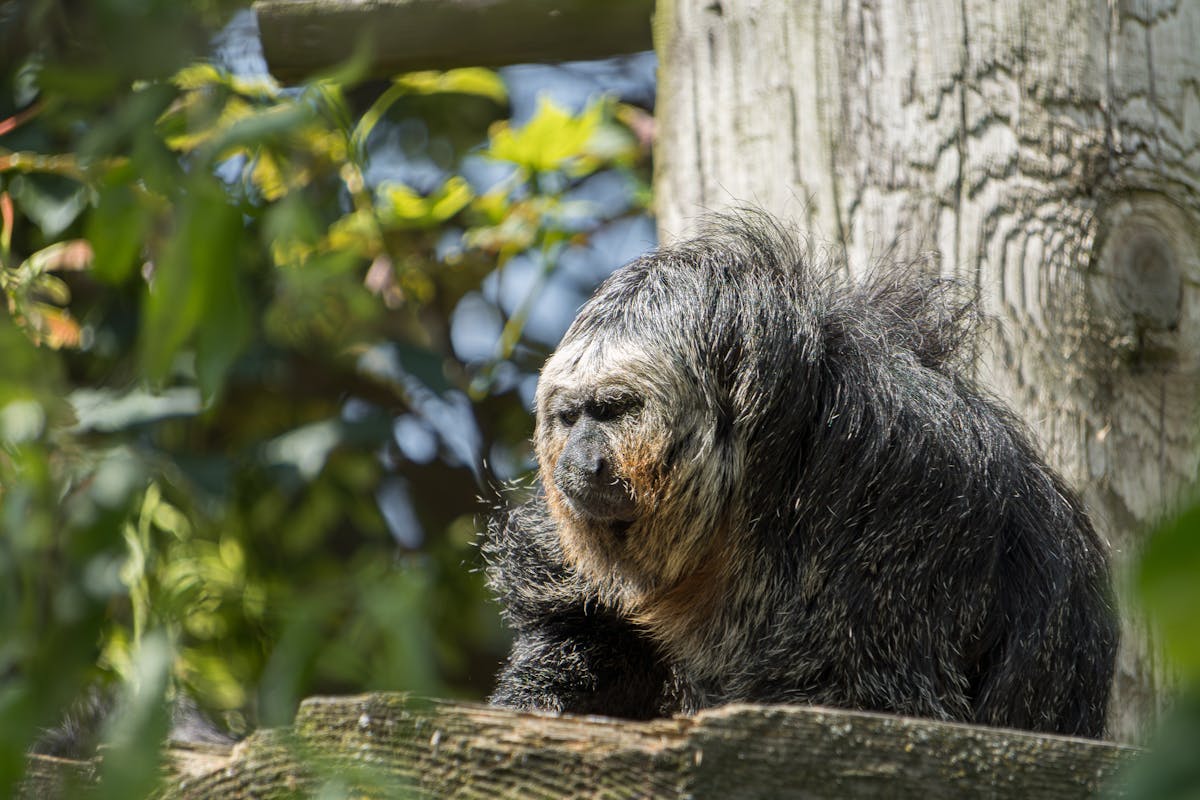 Chinese Monkey Photos, Download The BEST Free Chinese Monkey Stock ...