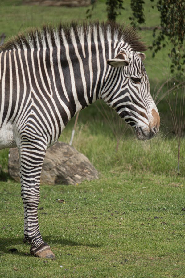 Zoo Animals Photos, Download The BEST Free Zoo Animals Stock Photos ...