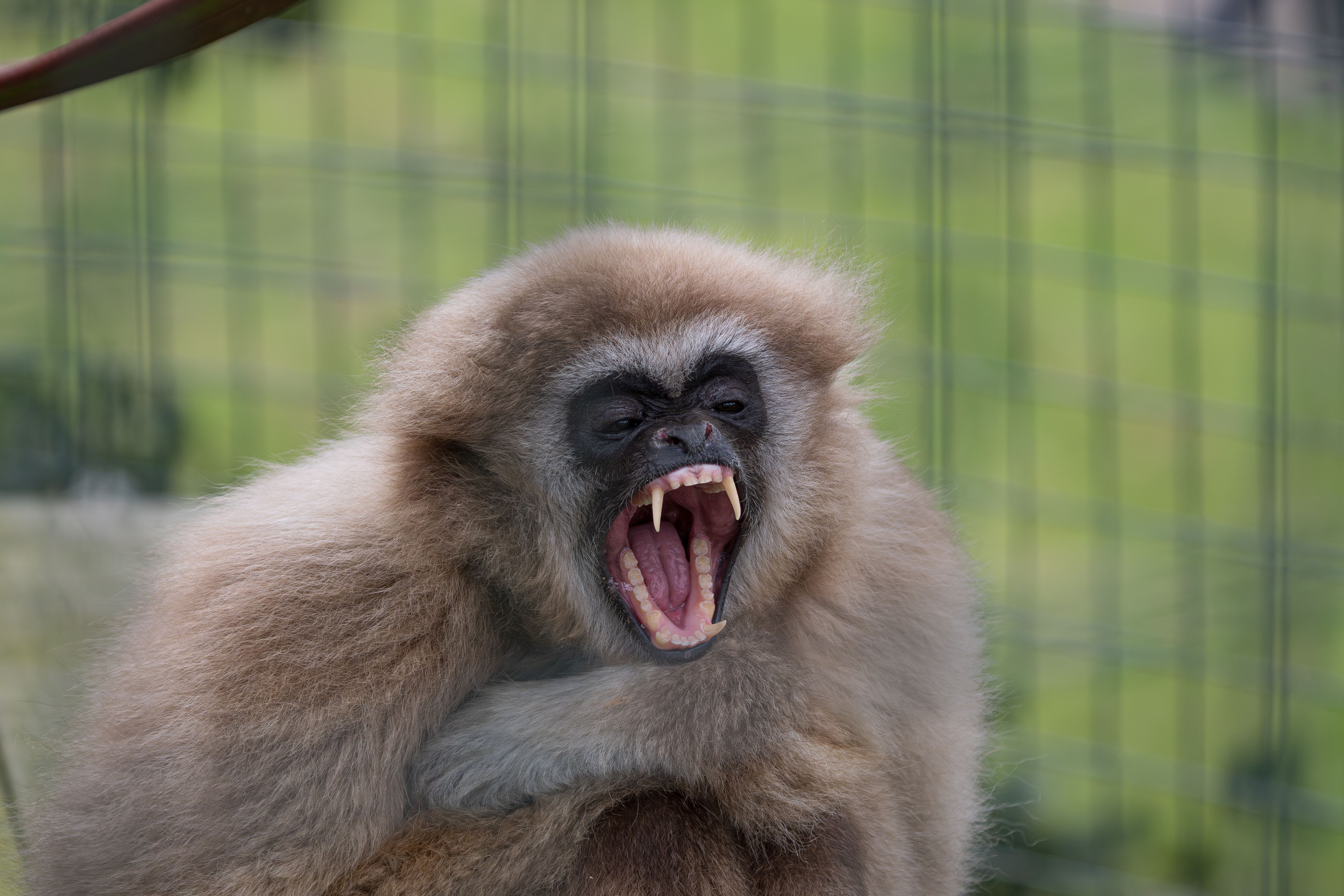 Gibón Bostezando En El Hábitat De Un Zoológico Del Reino Unido · Foto ...