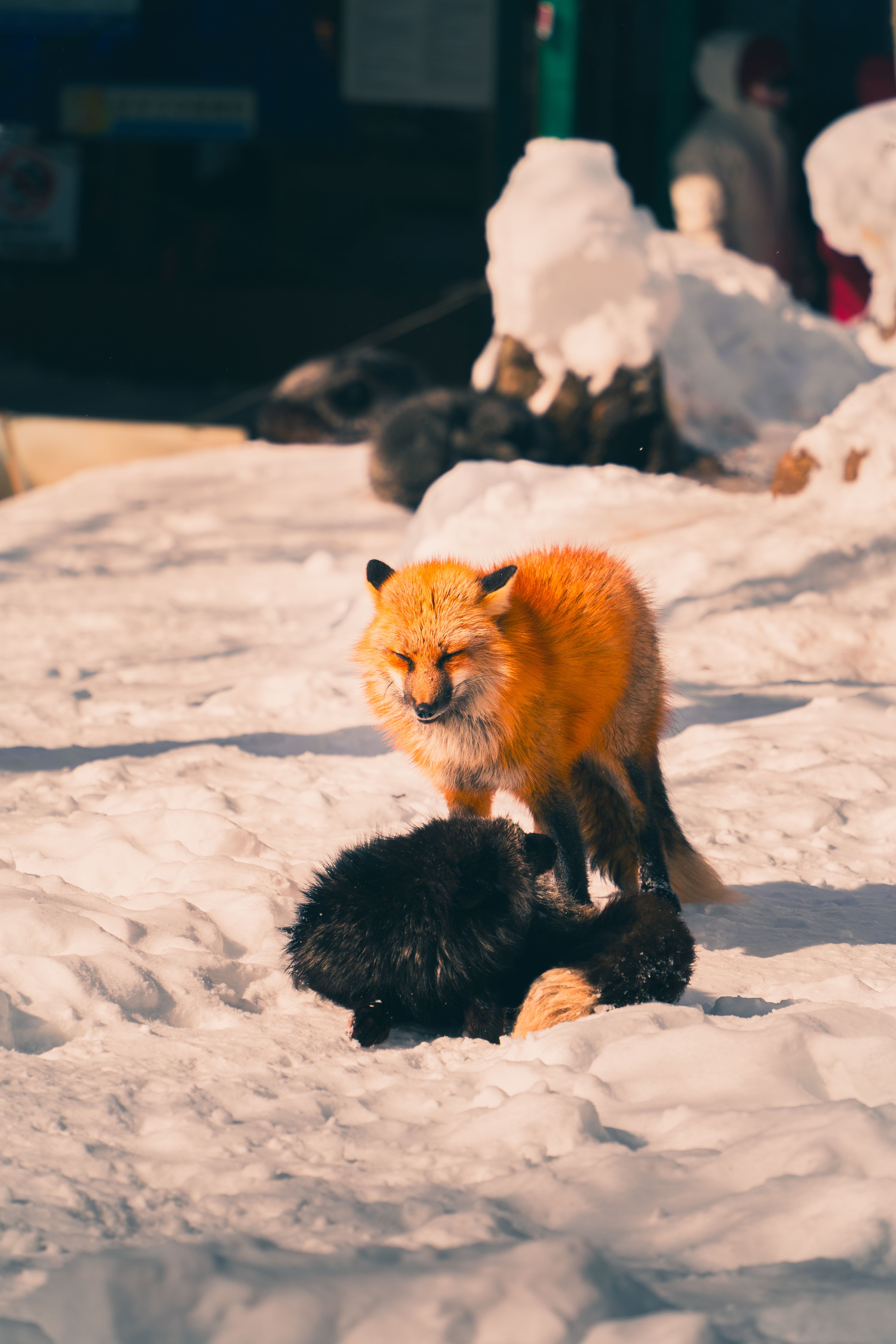 Fox 6 Weather Photos, Download The BEST Free Fox 6 Weather Stock Photos ...