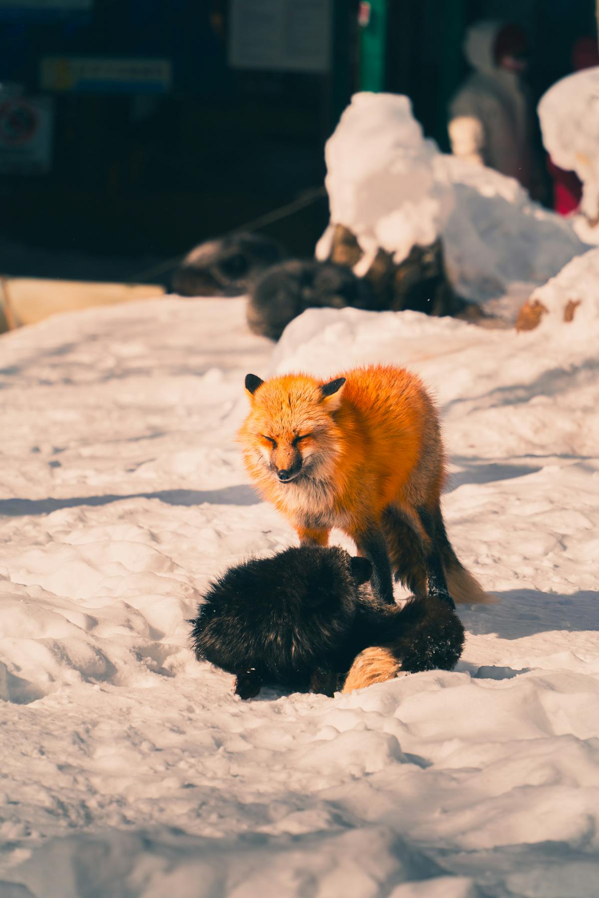 Red Fox Photos, Download The BEST Free Red Fox Stock Photos & HD Images