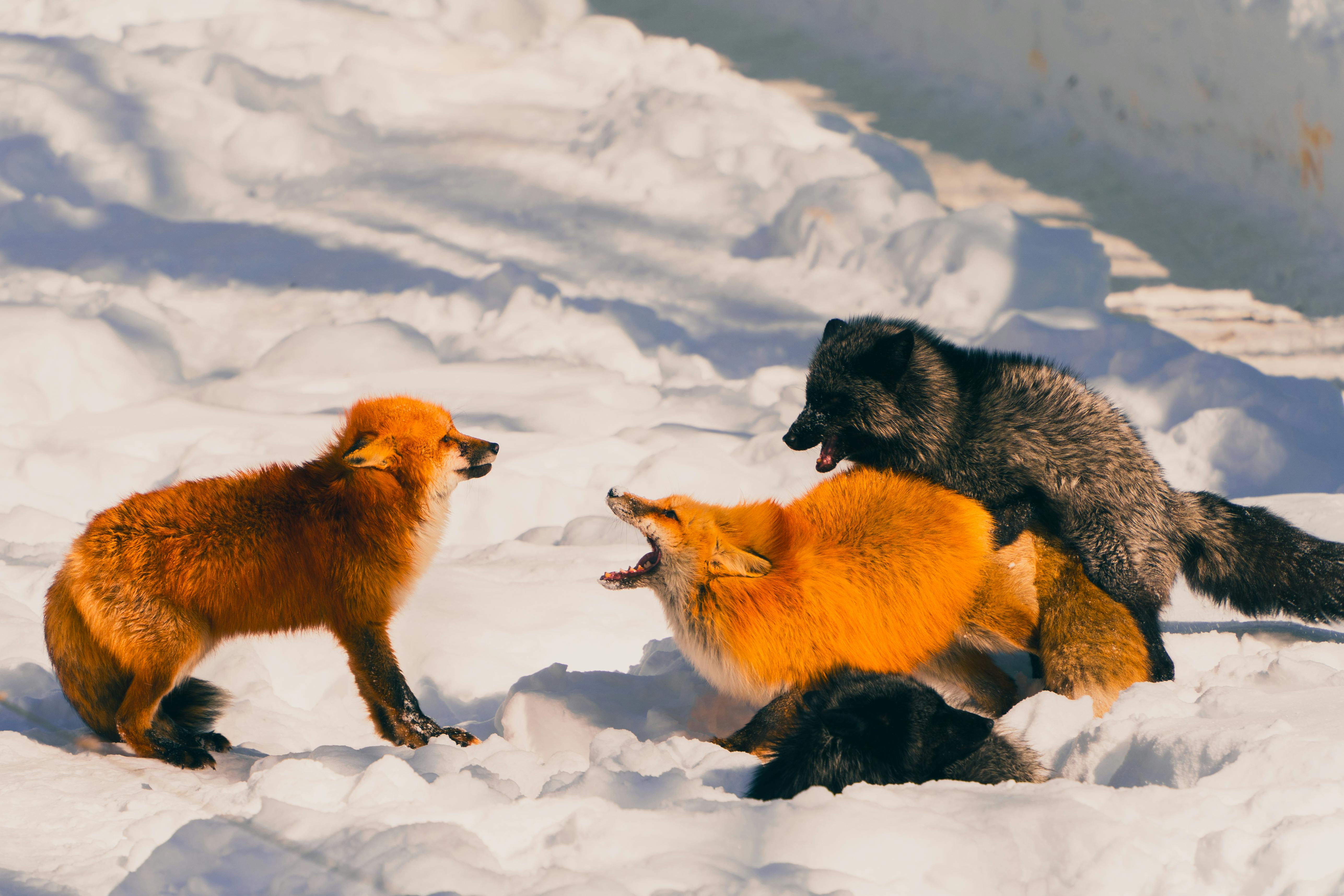 Dancing Foxes Photos, Download The BEST Free Dancing Foxes Stock Photos & HD Images