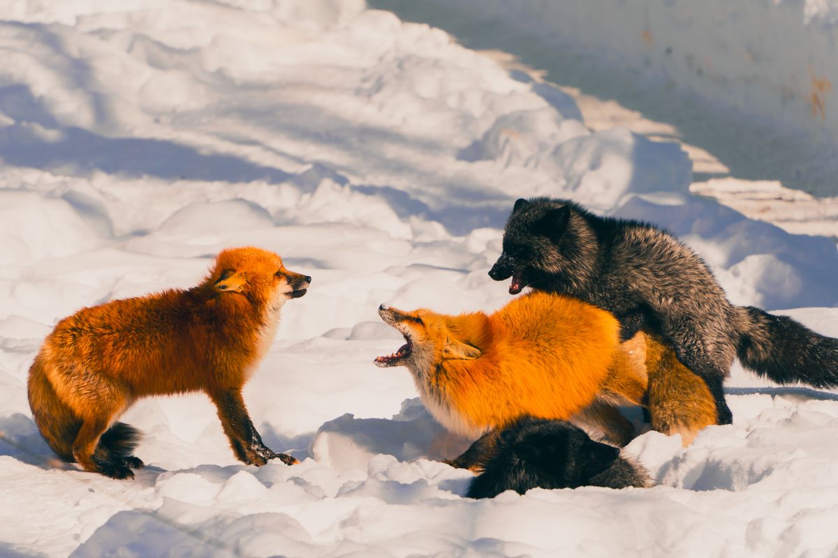 Fox Photos, Download The BEST Free Fox Stock Photos & HD Images