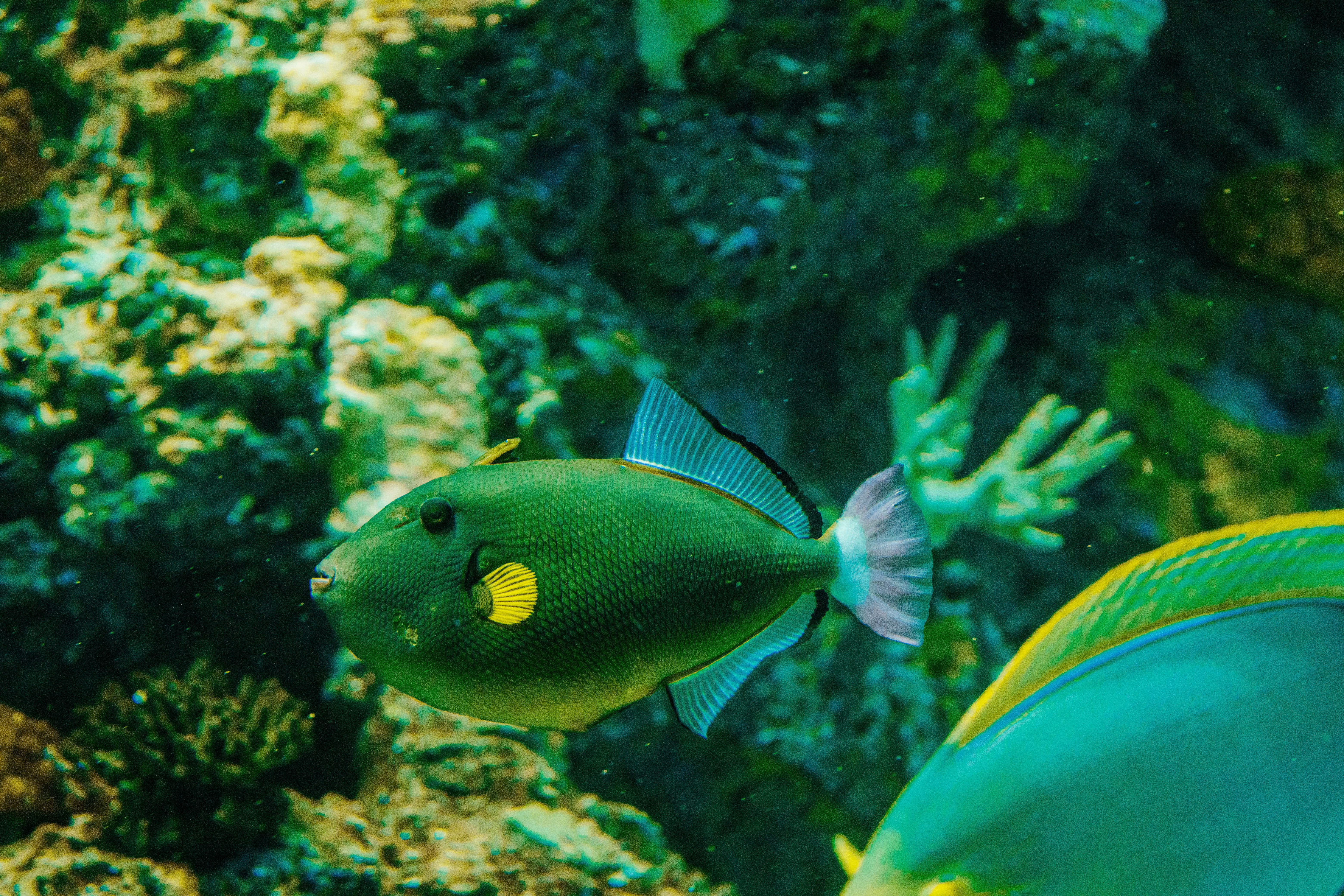 Colorful Reef Fish in Vibrant Coral Habitat · Free Stock Photo