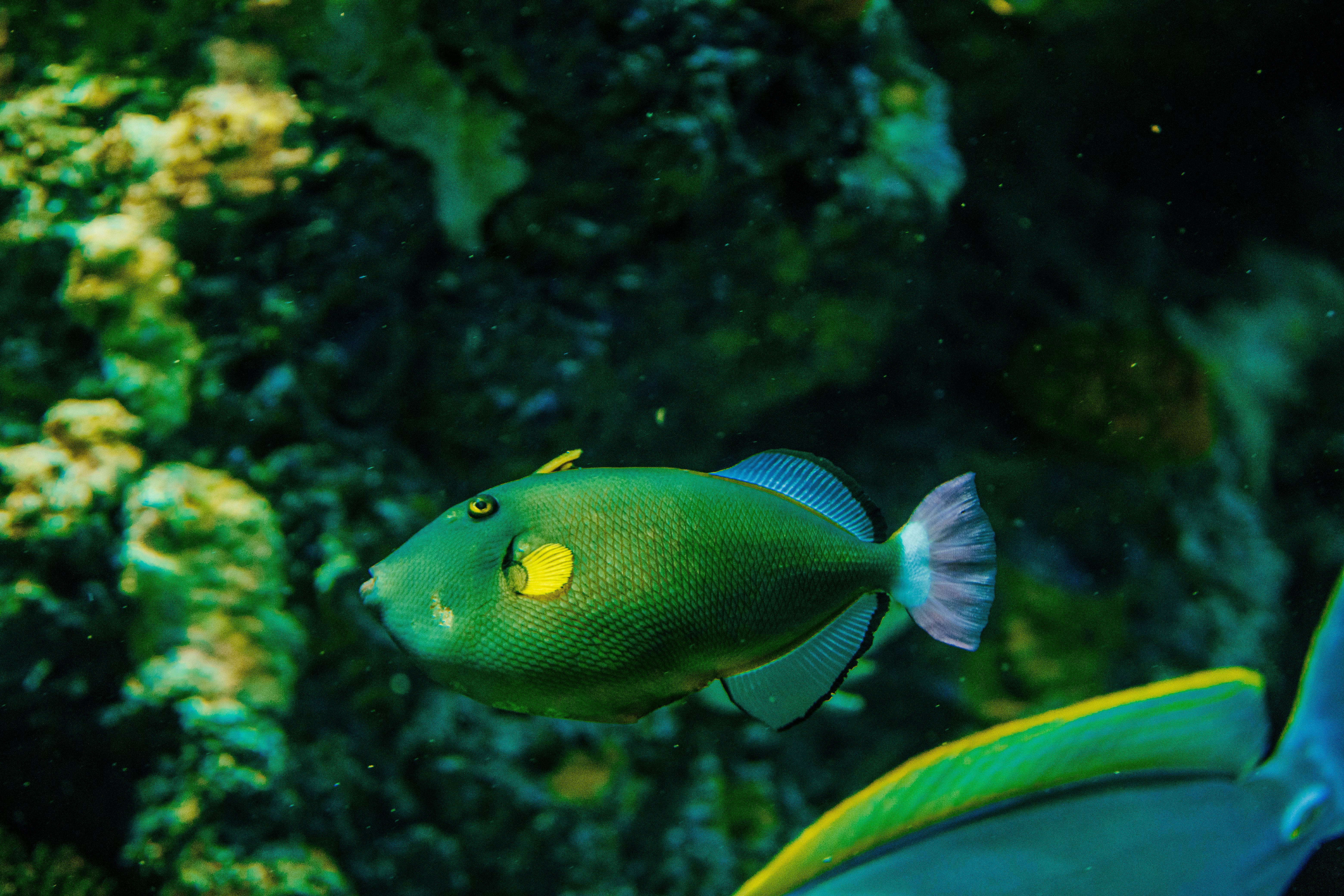 Orange Fish in Ocean · Free Stock Photo