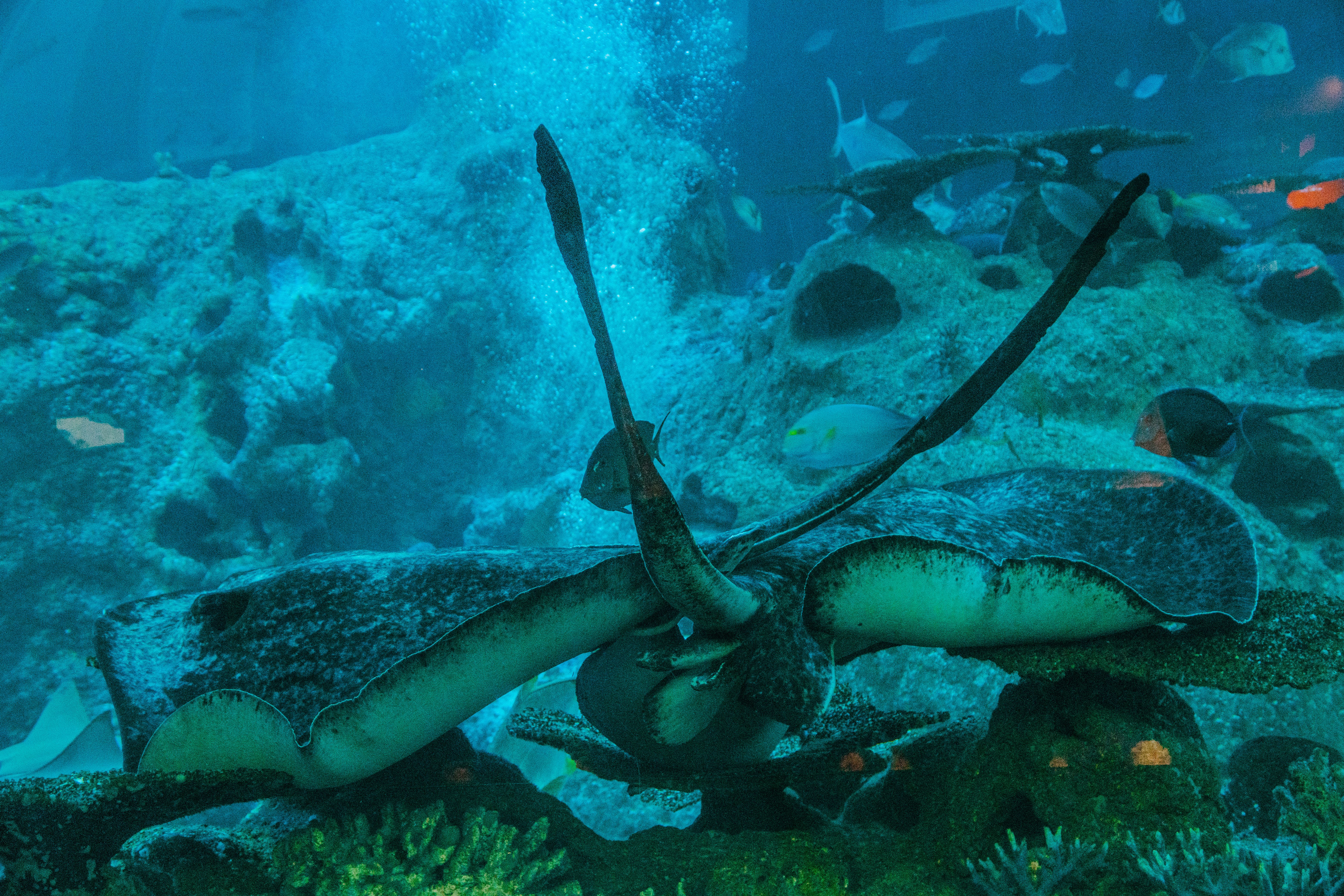 Underwater View of Giant Stingray and Coral Reef · Free Stock Photo