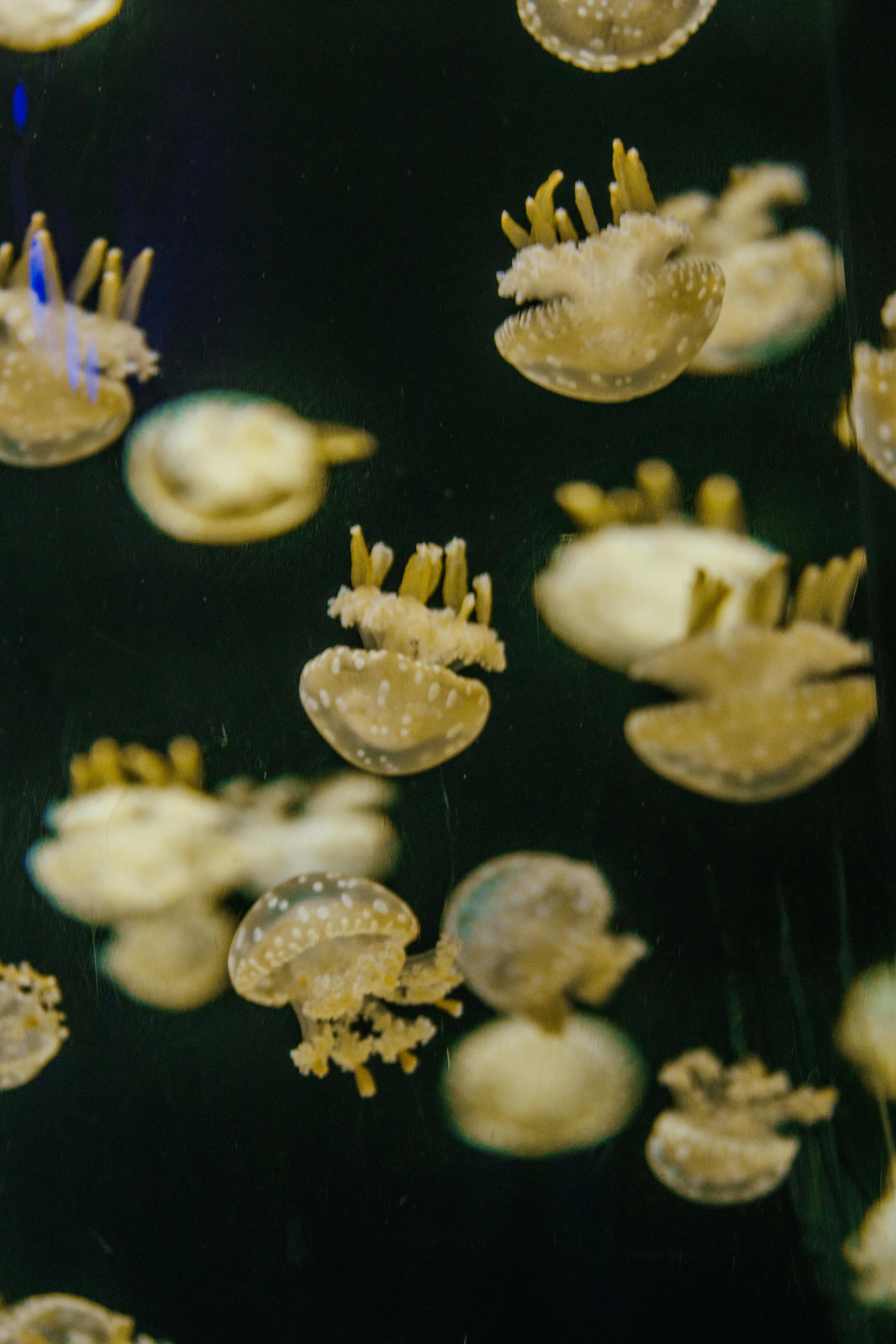 Vivid Jellyfish Display in Aquarium Tank · Free Stock Photo
