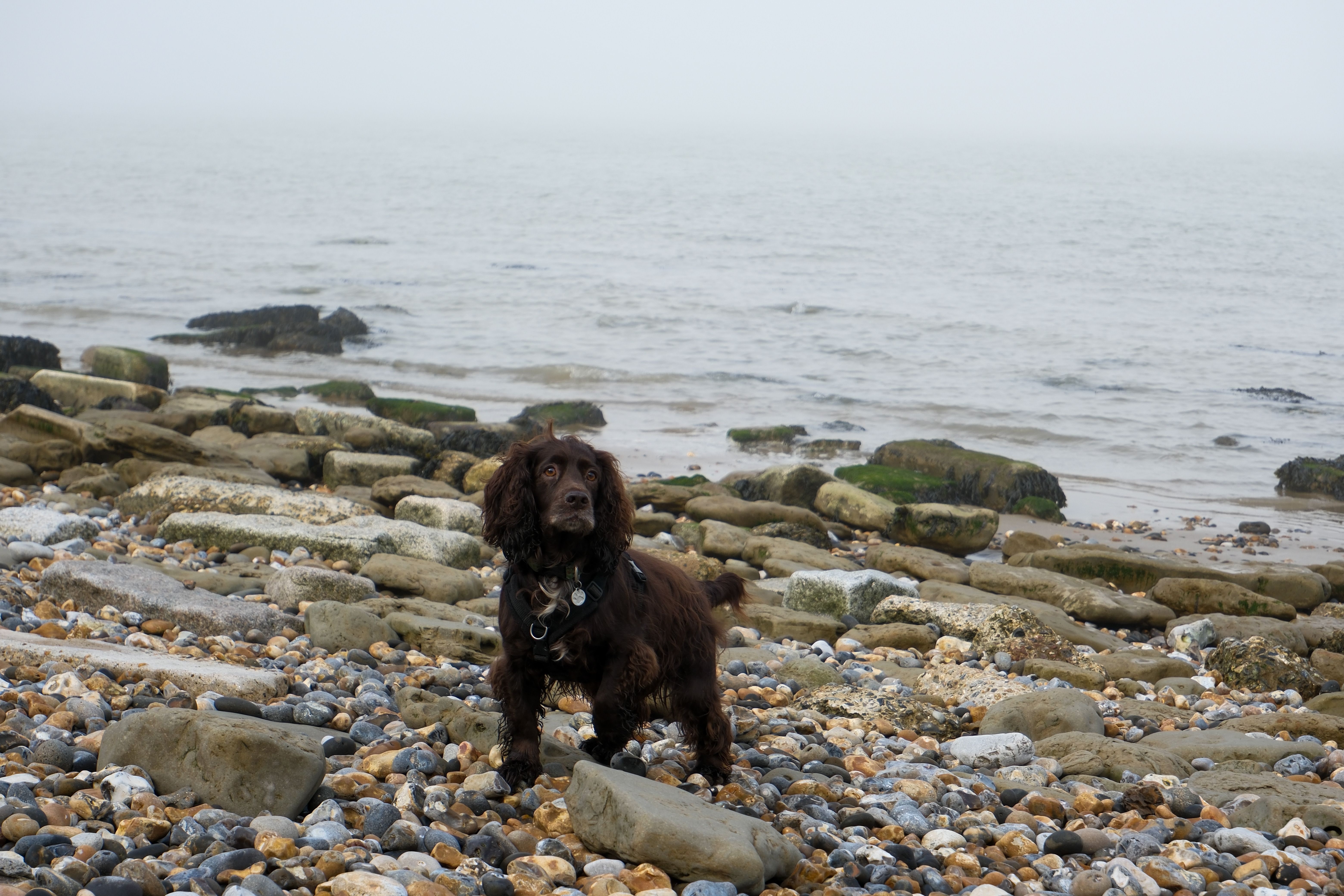 Spaniel on Pebble Beach in Reculver, UK · Free Stock Photo