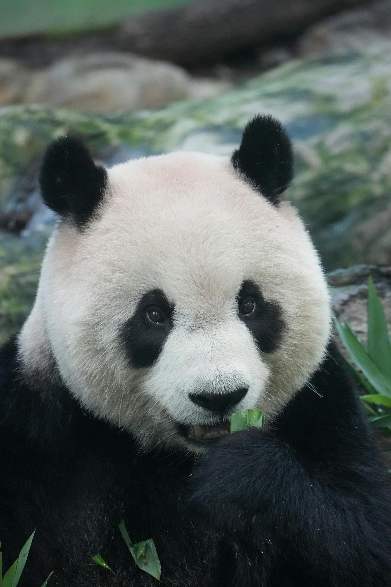 Panda Bear Photos, Download The BEST Free Panda Bear Stock Photos & HD ...
