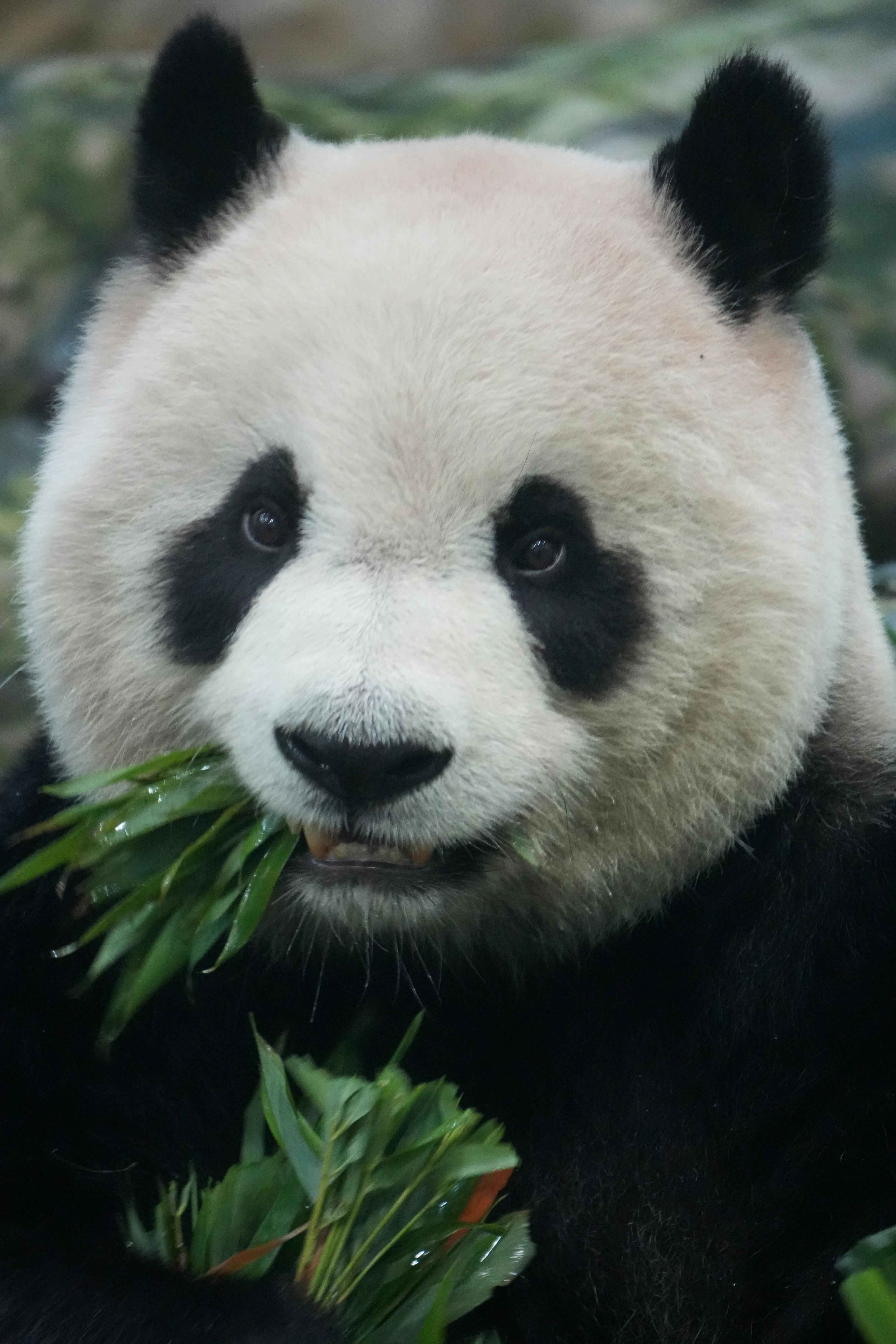 Close-Up of Giant Panda Eating Bamboo · Free Stock Photo