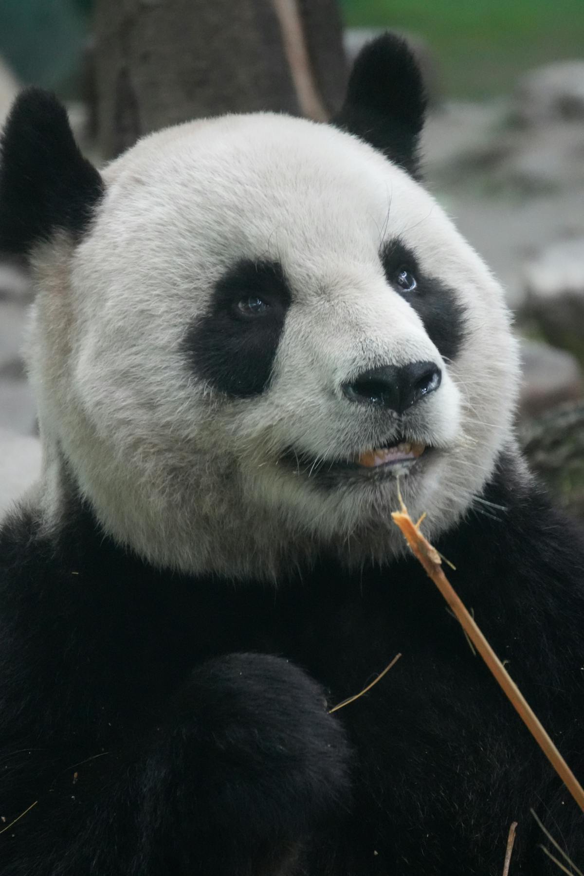 800+ Best Panda Photos · 100% Free Download · Pexels Stock Photos