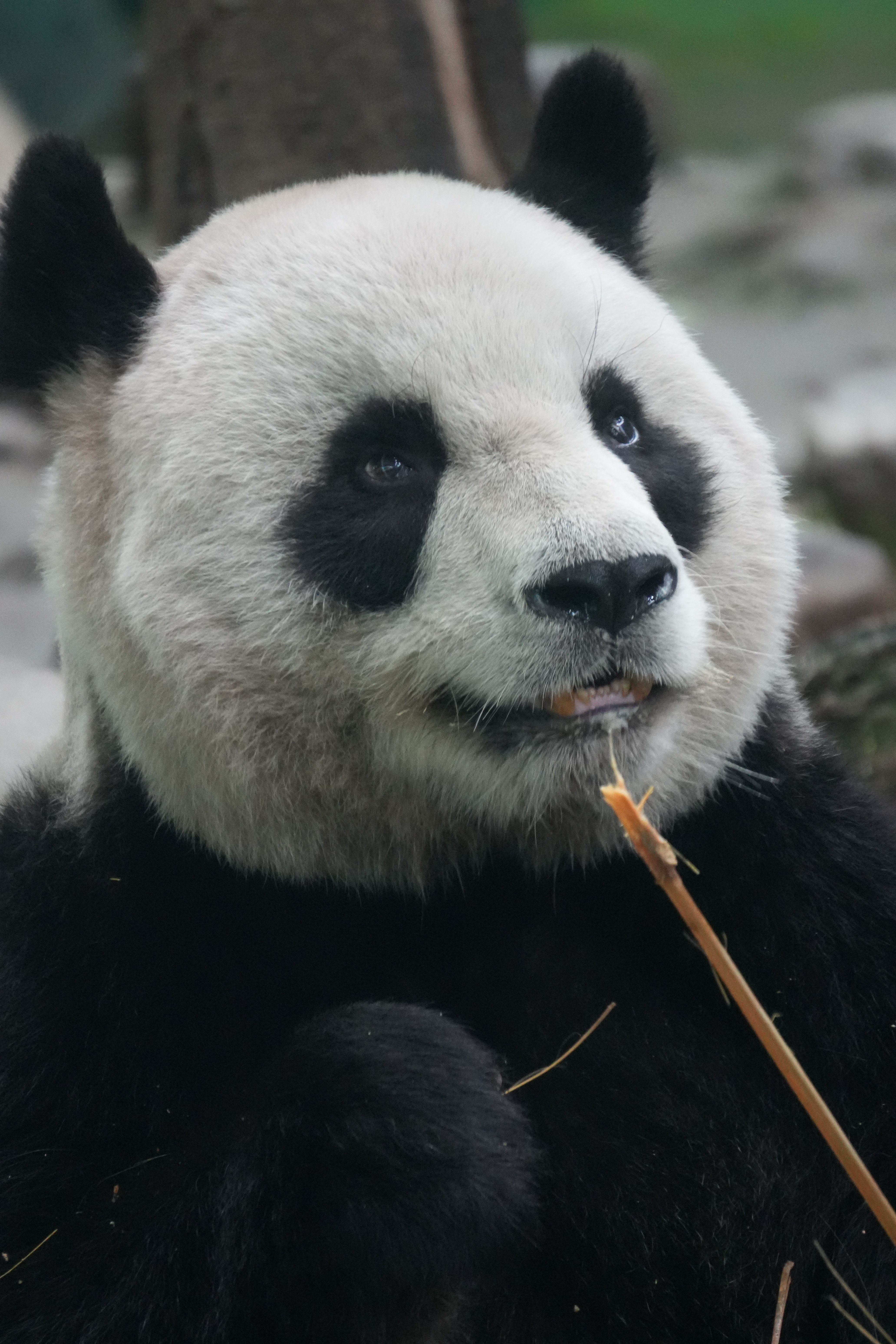Panda Gigante Comiendo Bambú En Su Hábitat Natural · Foto de stock gratuita