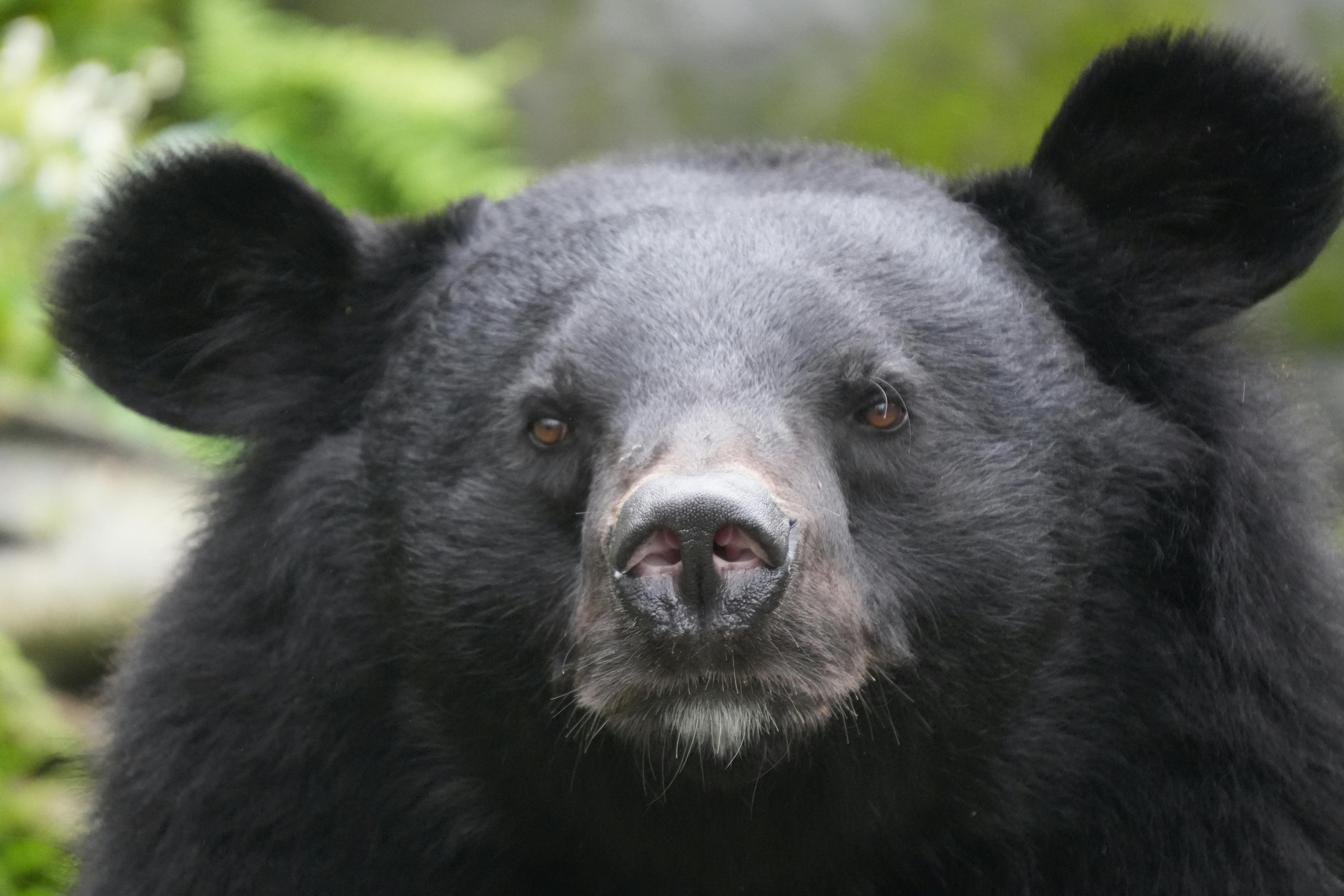 Black Bear Photos, Download The BEST Free Black Bear Stock Photos & HD ...