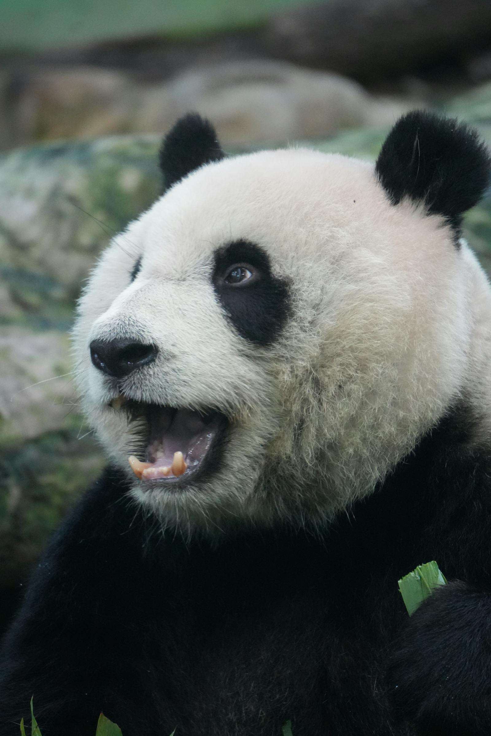 800+ Best Panda Photos · 100% Free Download · Pexels Stock Photos