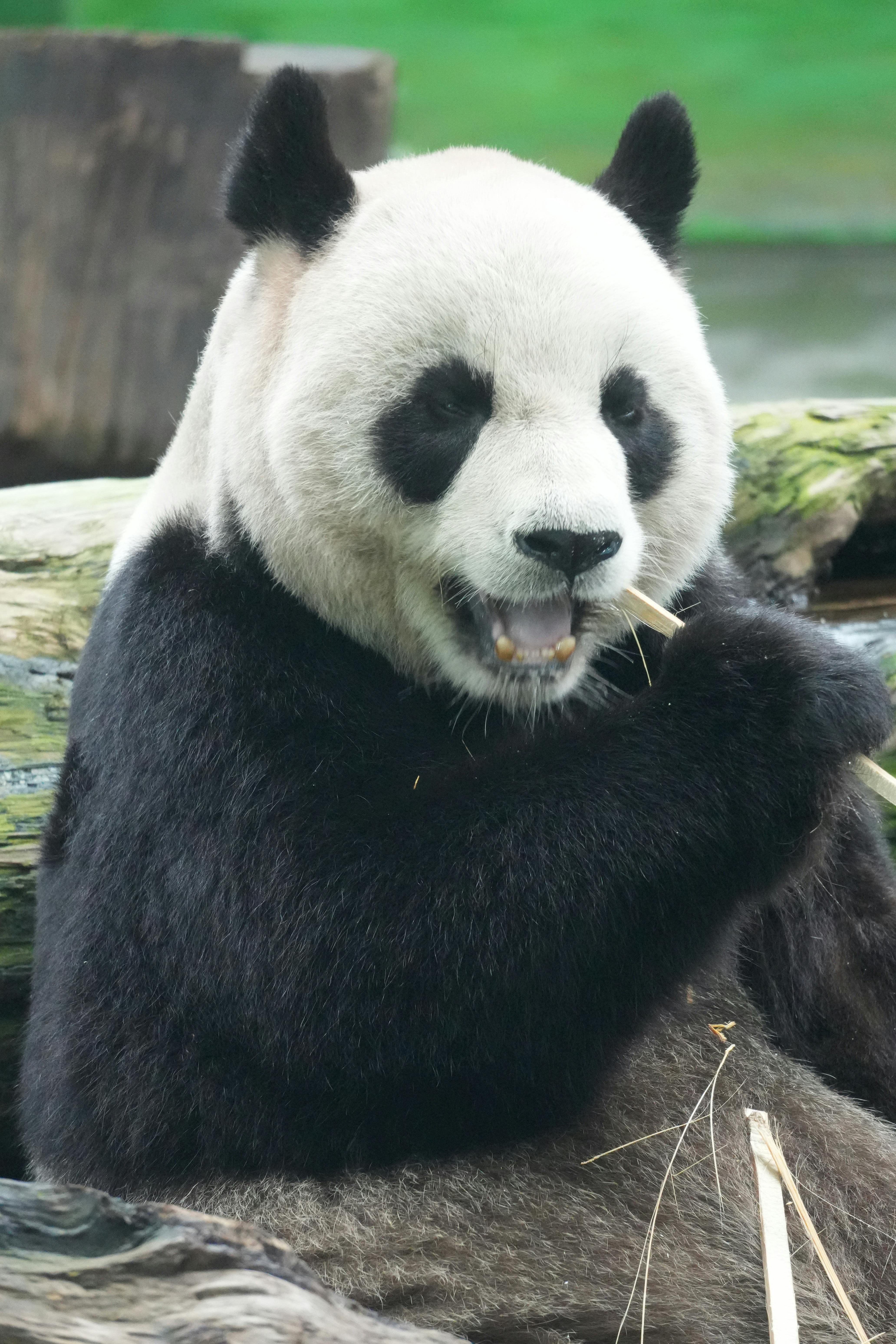 Captivating Photo of a Giant Panda Eating Bamboo · Free Stock Photo