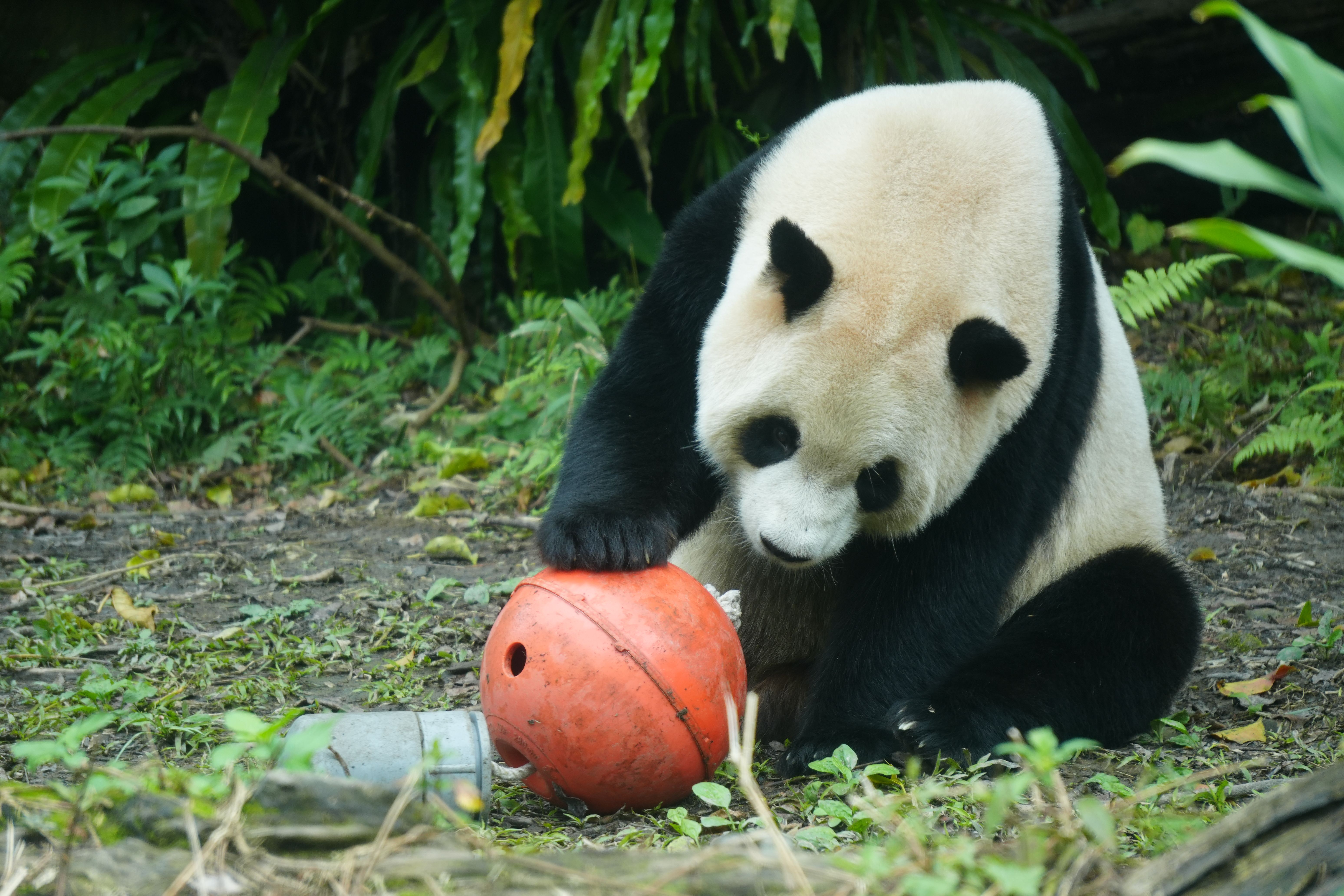 Giant Panda Playing with Ball in Natural Habitat · Free Stock Photo