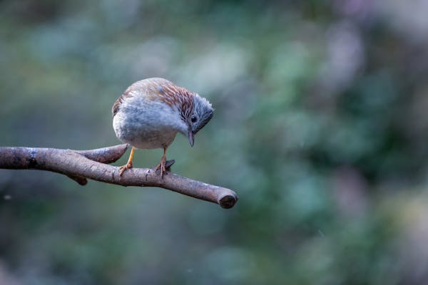 What’s Behind Your Bird’s Feather-Plucking Behavior?" - Khamis