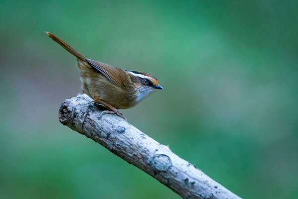 Pikok Bird Photos, Download The BEST Free Pikok Bird Stock Photos & HD ...